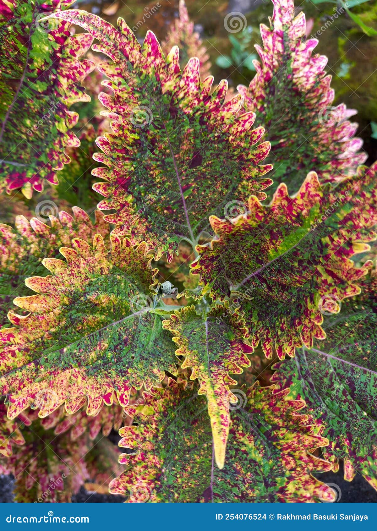 Beautiful Flower Pattern, with Color Combination Stock Photo - Image of ...