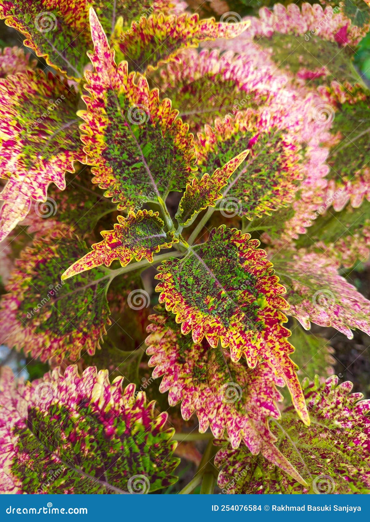 Beautiful Flower Pattern, with Color Combination Stock Photo - Image of ...