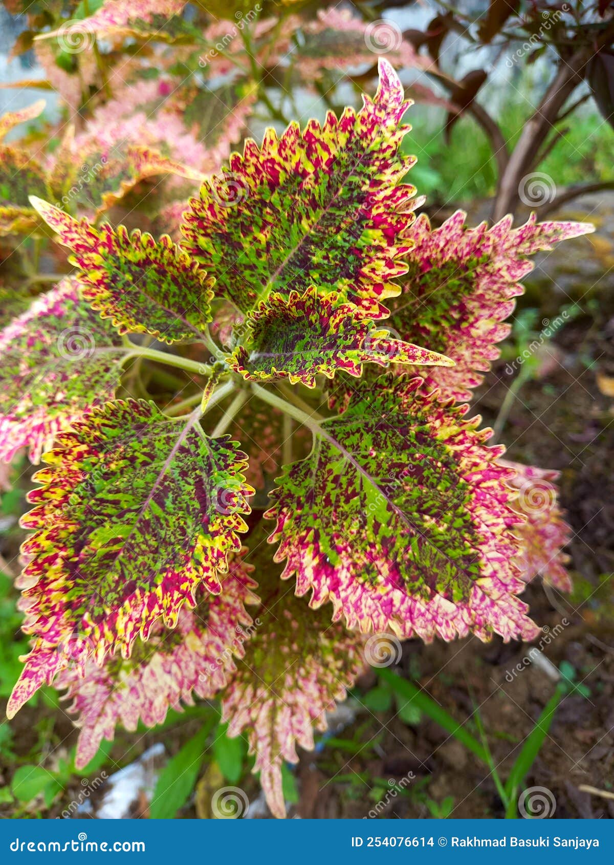 Beautiful Flower Pattern, with Color Combination Stock Photo - Image of ...