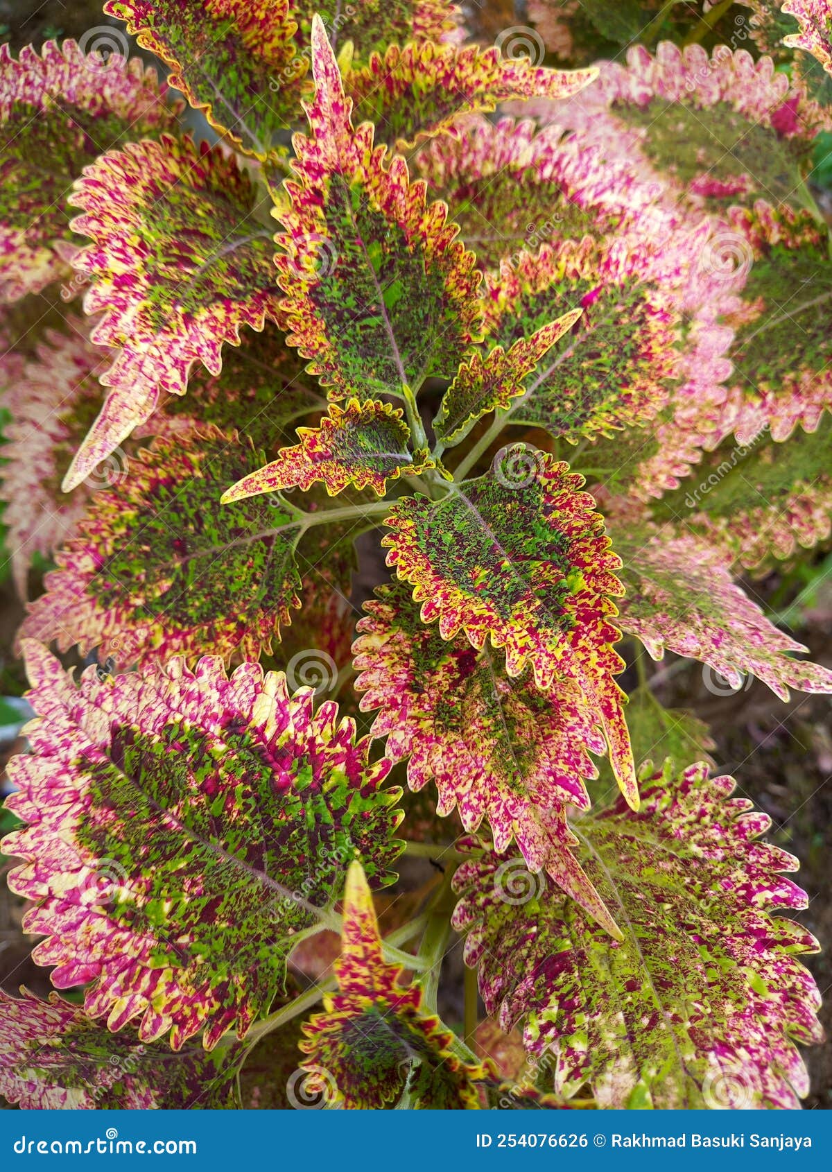 Beautiful Flower Pattern, with Color Combination Stock Photo - Image of ...