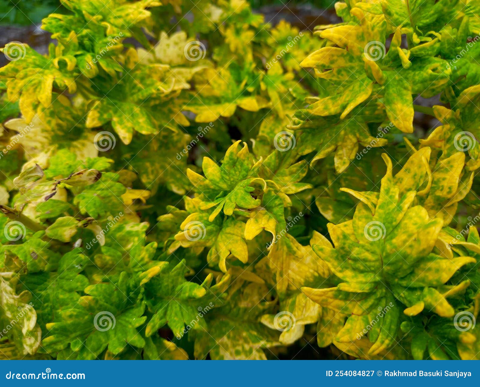 Beautiful Flower Pattern, with Color Combination Yellow and Green Stock ...