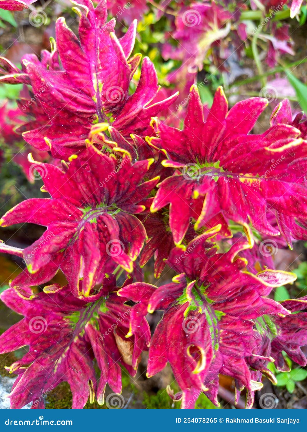 Beautiful Flower Pattern, with Color Combination, Yellow and Pink ...