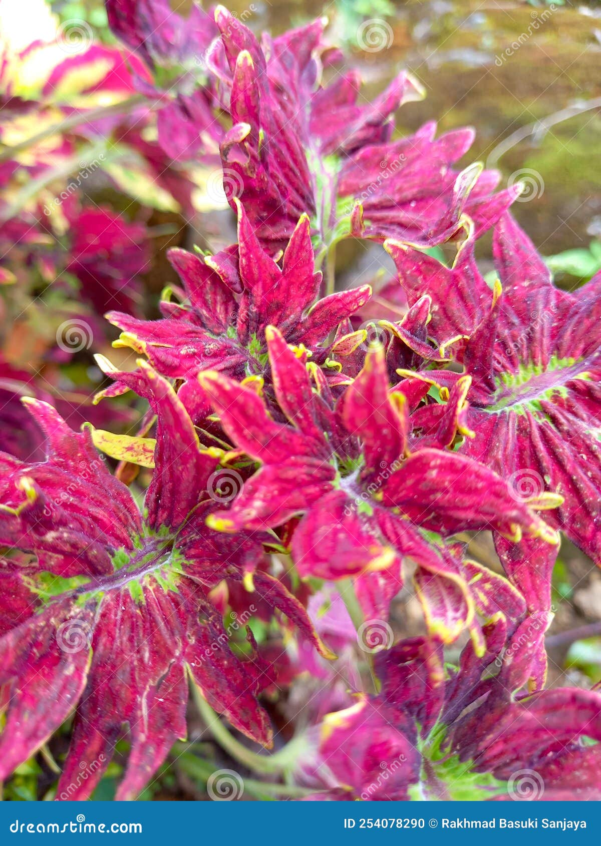 Beautiful Flower Pattern, with Color Combination, Yellow and Pink ...