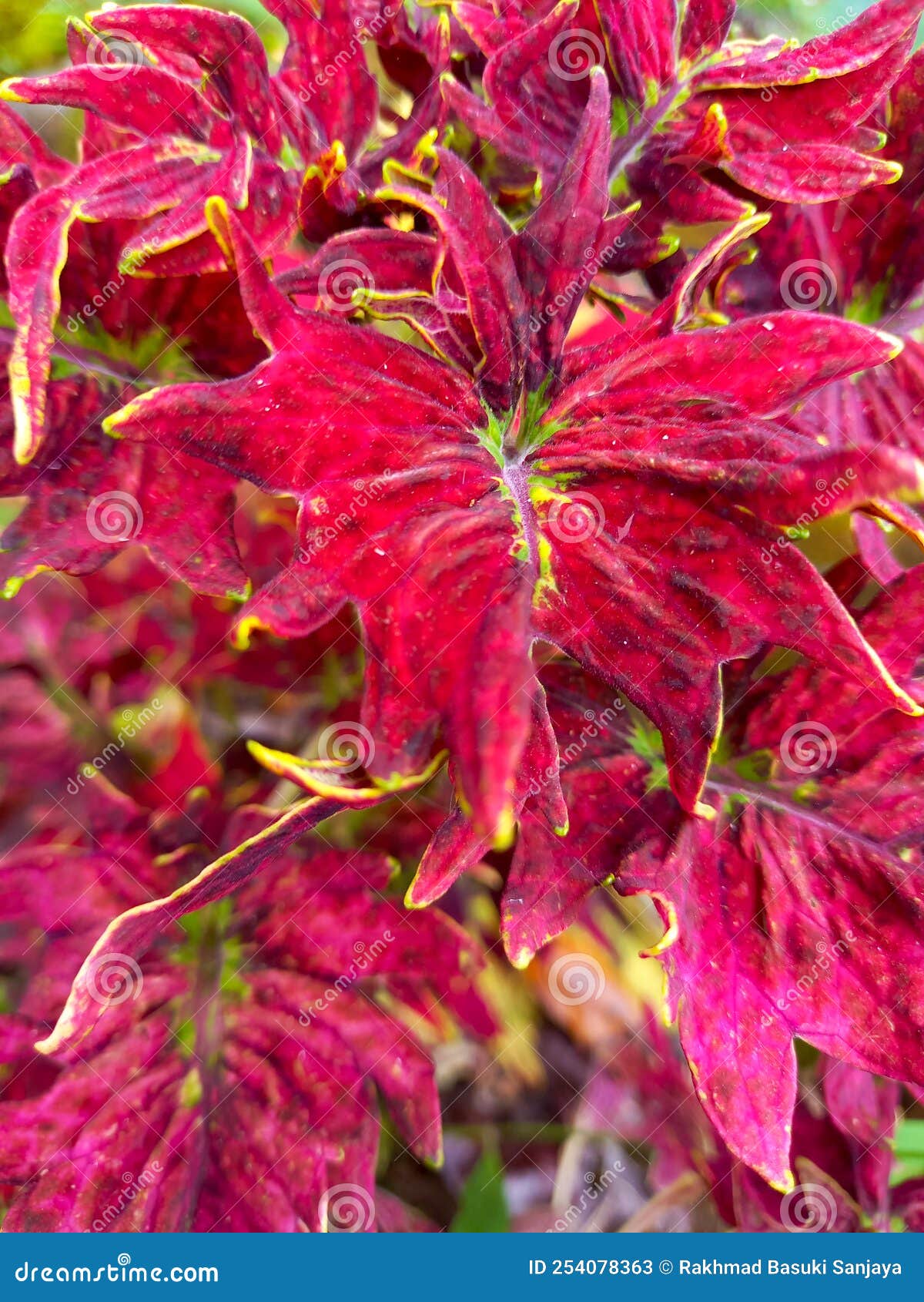 Beautiful Flower Pattern, with Color Combination, Yellow and Pink ...