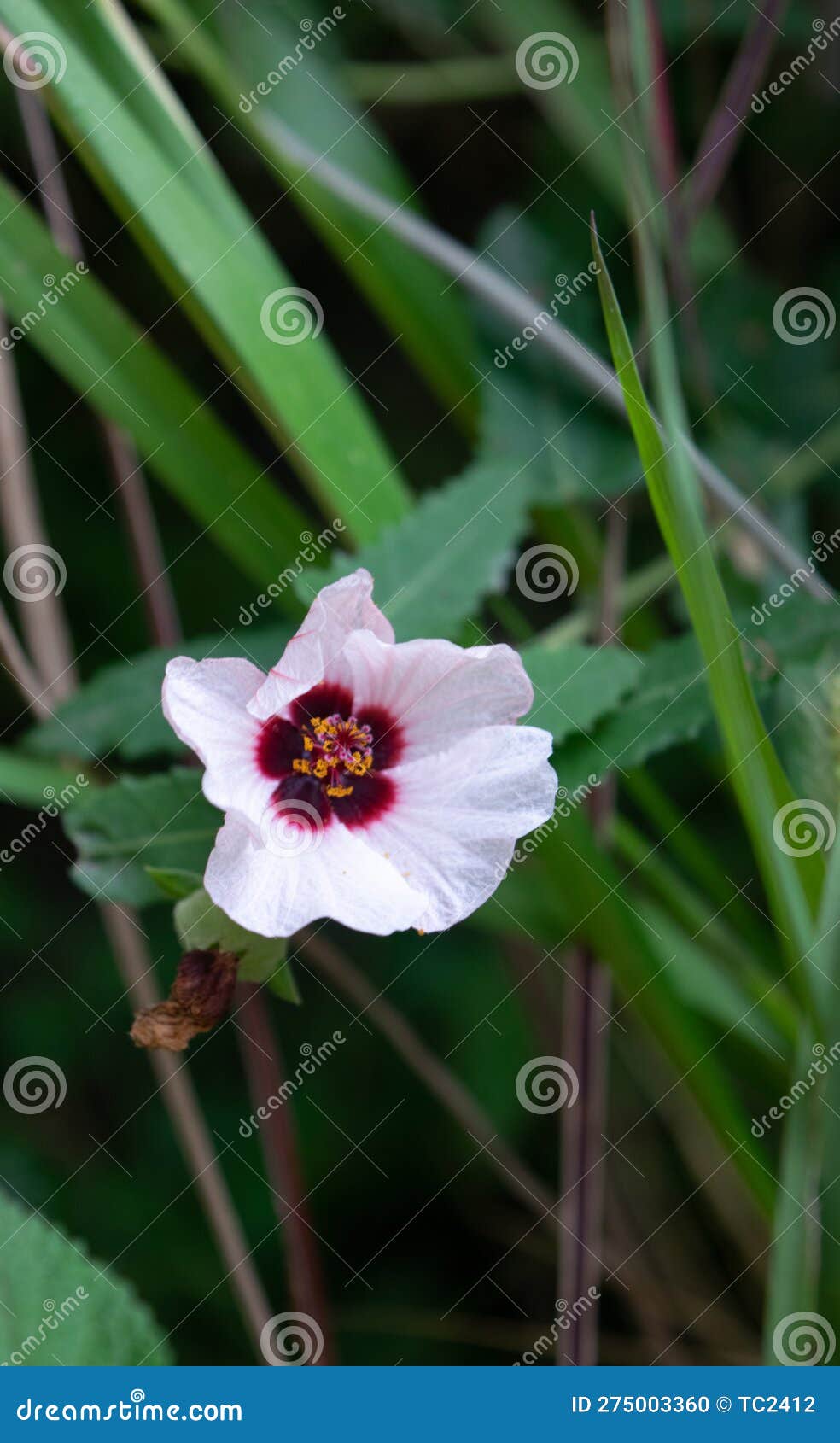Beautiful Flower of a Pavonia Hastata Stock Photo - Image of pavonia ...