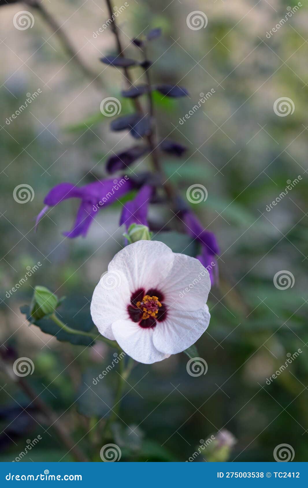 Beautiful Flower of a Pavonia Hastata Stock Photo - Image of pavonia ...