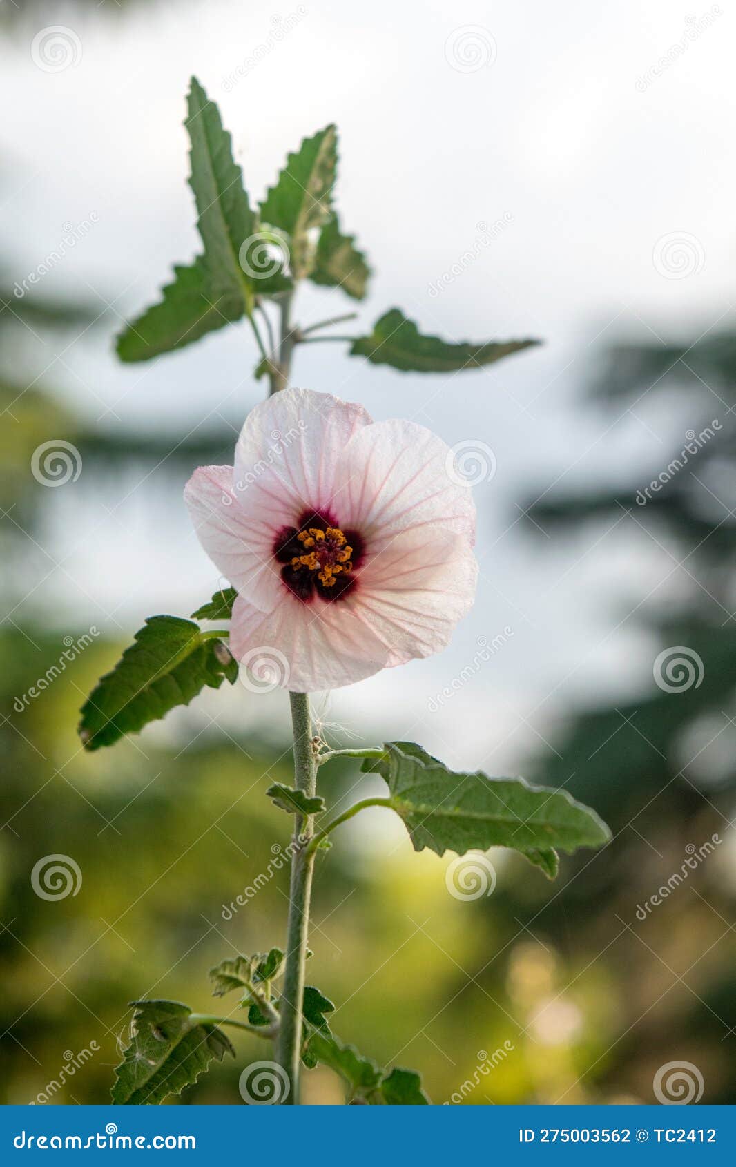 Beautiful Flower of a Pavonia Hastata Stock Photo - Image of closeup ...