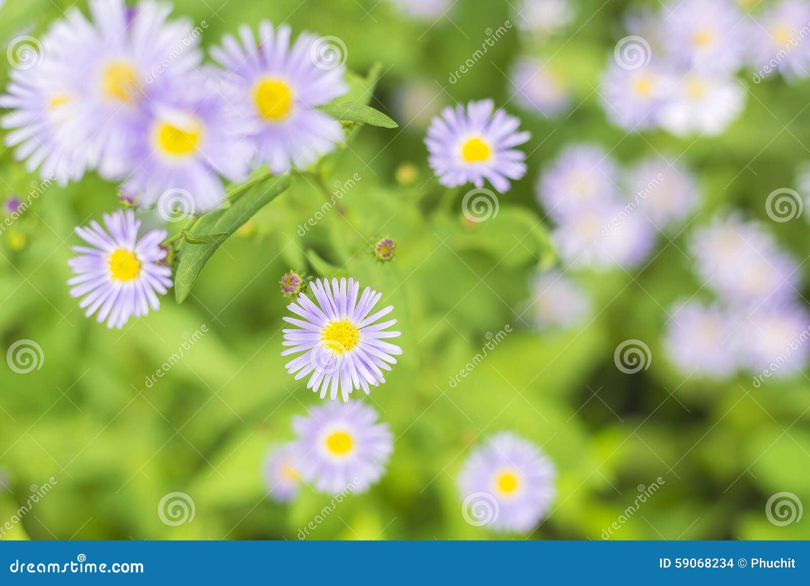 Beautiful flower stock photo. Image of plant, pattern - 59068234