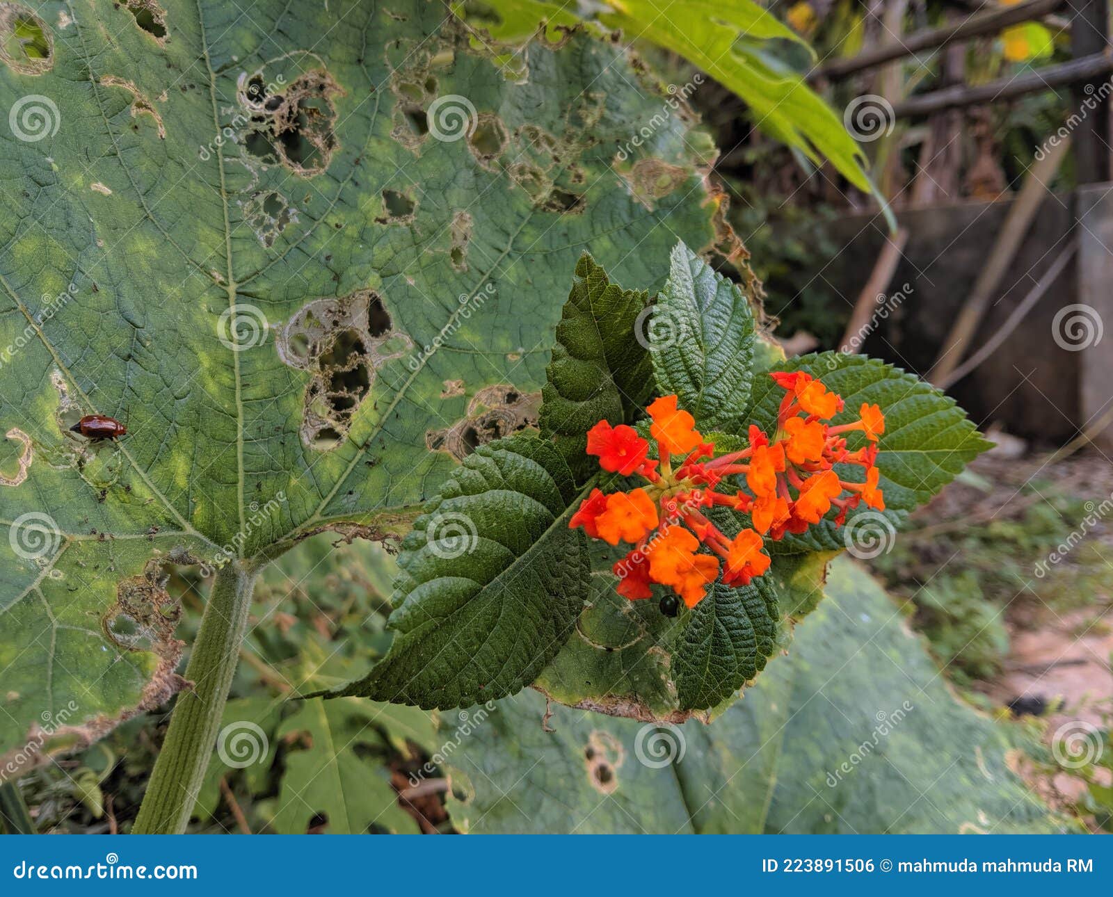 Hash Characteristics Stock Photos - Free & Royalty-Free Stock Photos ...