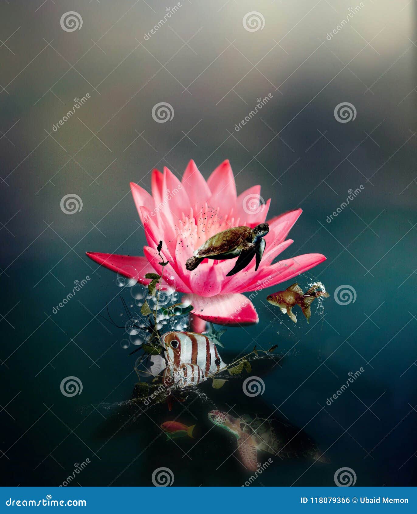 Beautiful flower stock photo. Image of like, please - 118079366