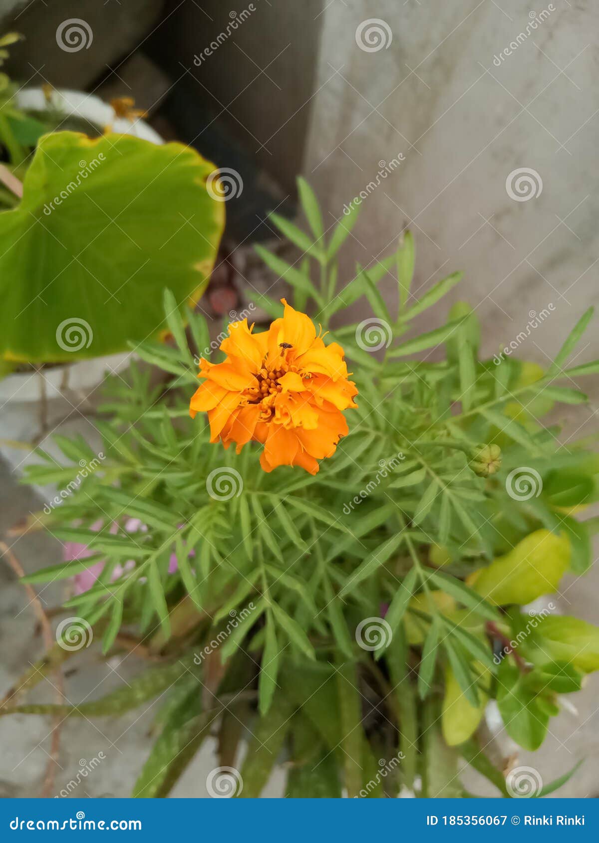 Beautiful Flower in Pot , Green Leaf Stock Image - Image of leaf, herb ...