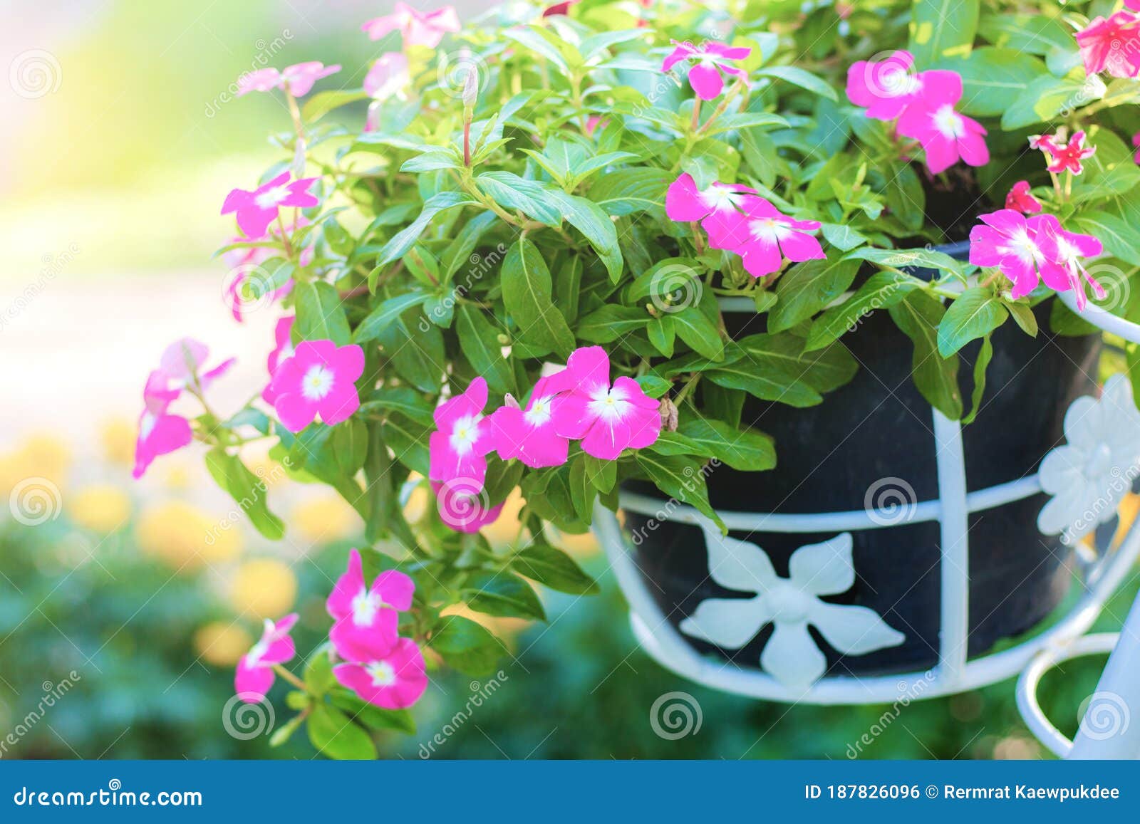 Beautiful of flower on pot stock photo. Image of catharanthus - 187826096