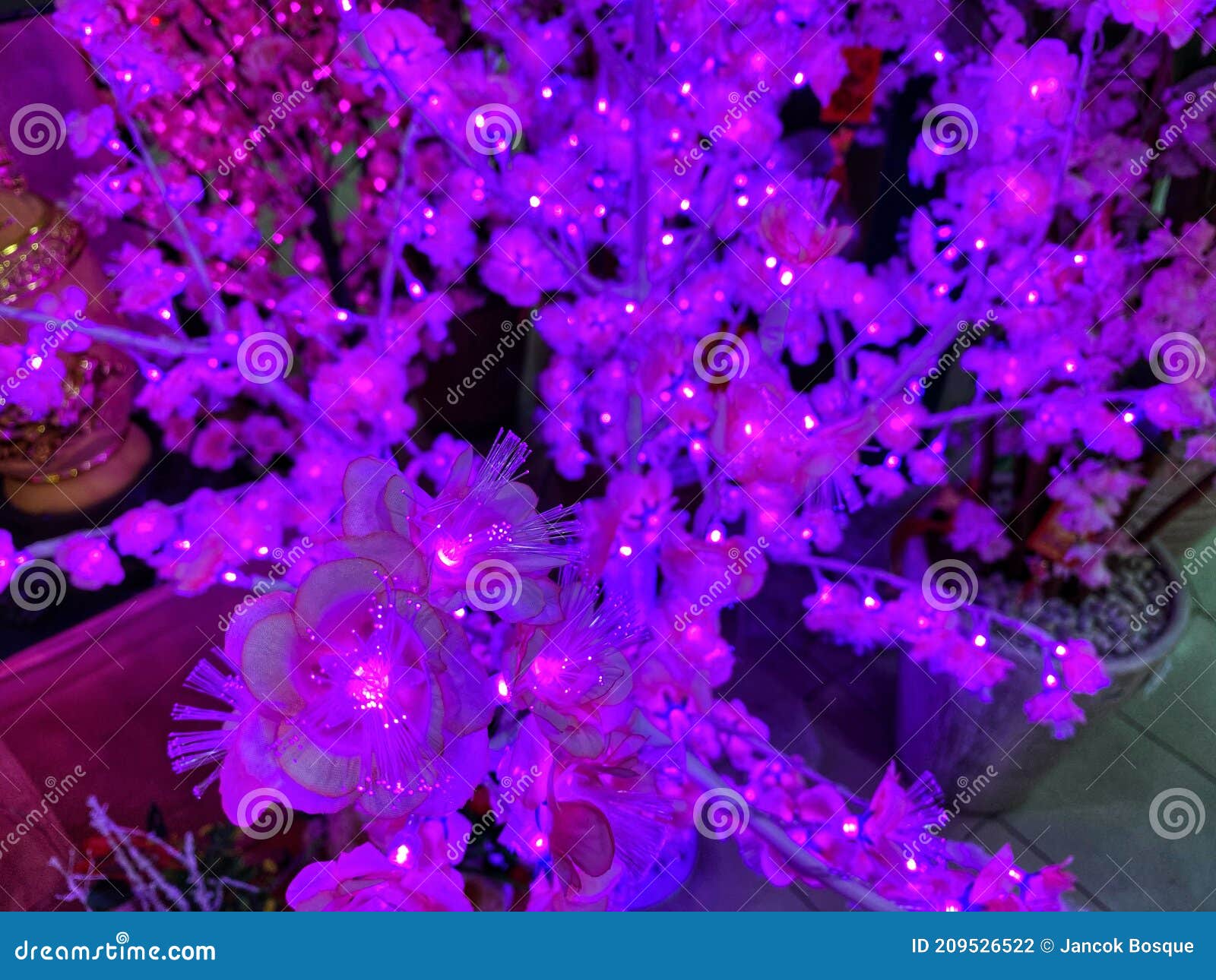 BEAUTIFUL FLOWER PURPLE SHOOT Stock Photo - Image of shoot, flower ...