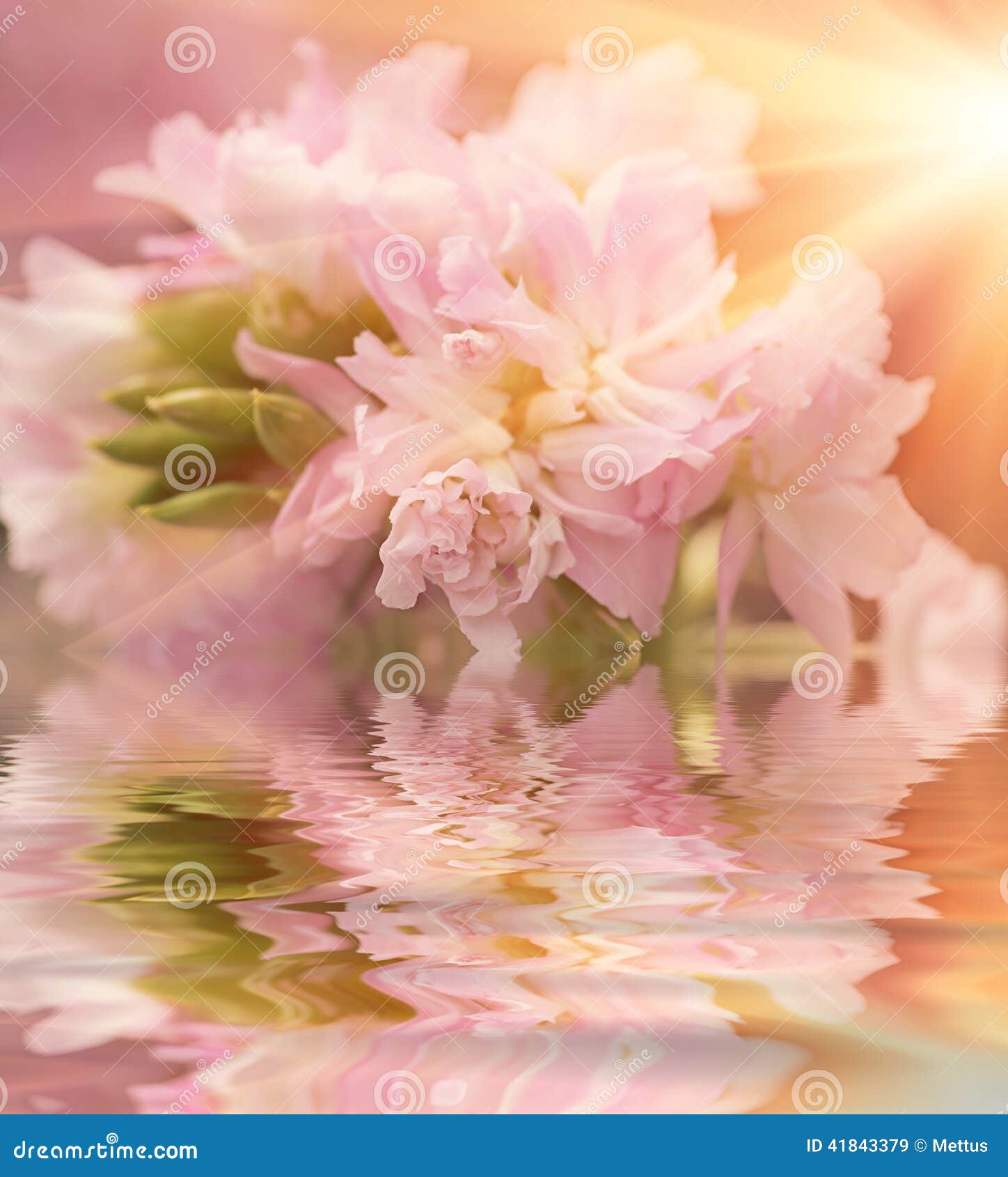 Beautiful Flower is in the Rays of Light, Blured and Colored Reflection ...