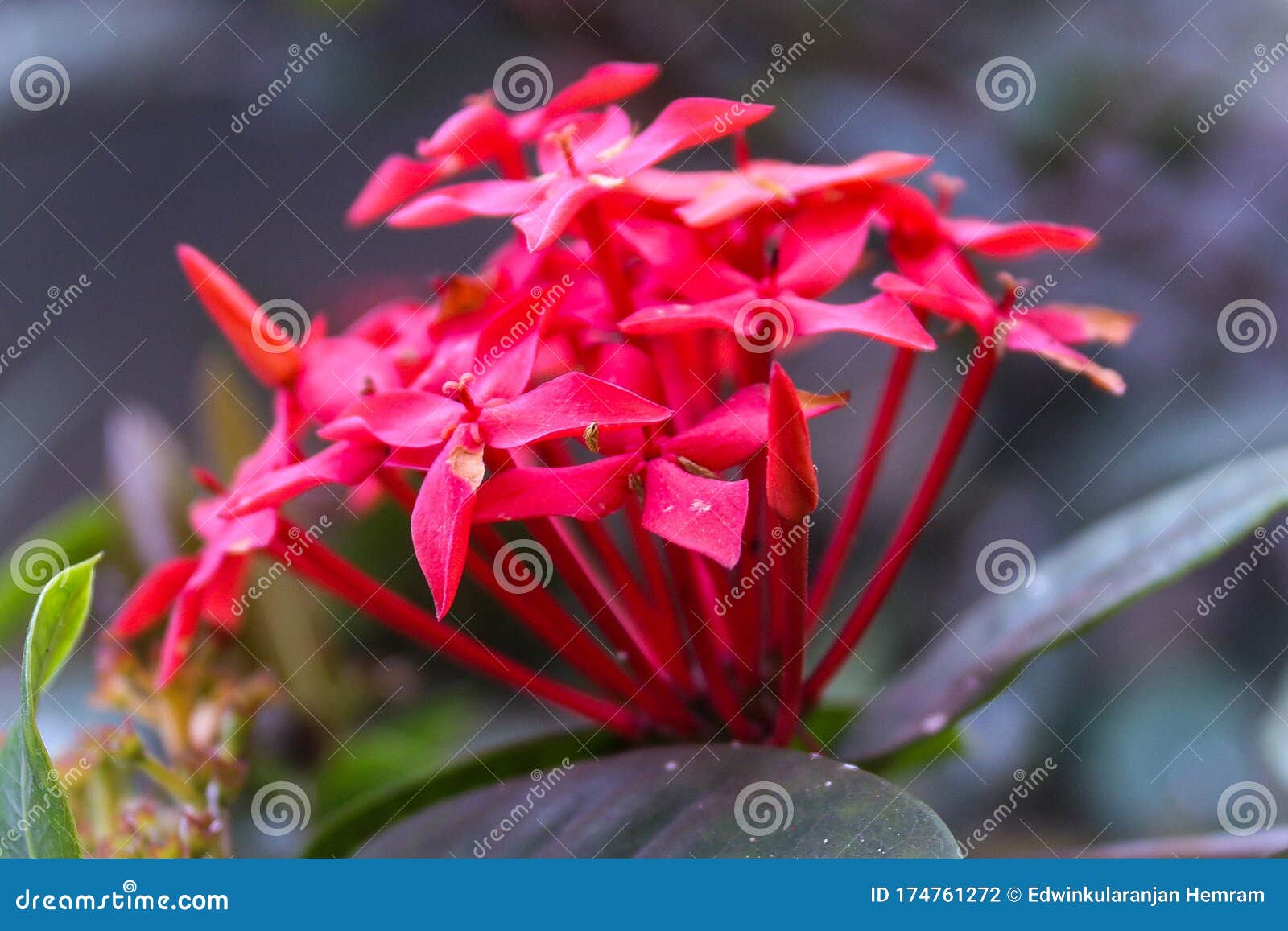 Beautiful Flower Red Colour Looking Amazing Stock Photo - Image of ...
