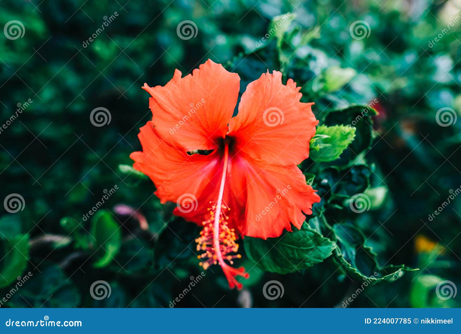 Beautiful Flower Red Hibiscus , Close-up Stock Image - Image of beauty ...