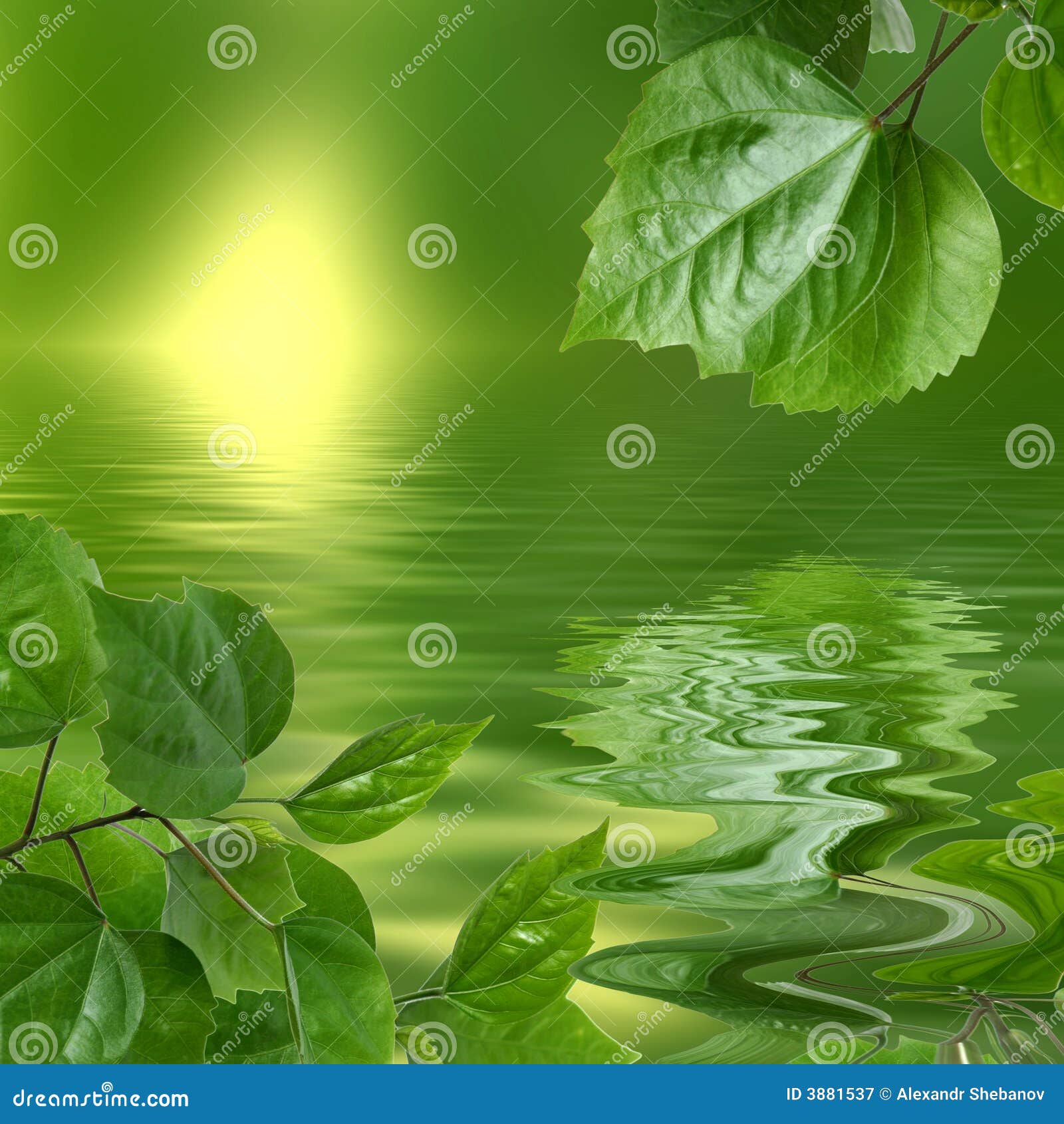 Beautiful Flower with Reflection Stock Illustration - Illustration of ...