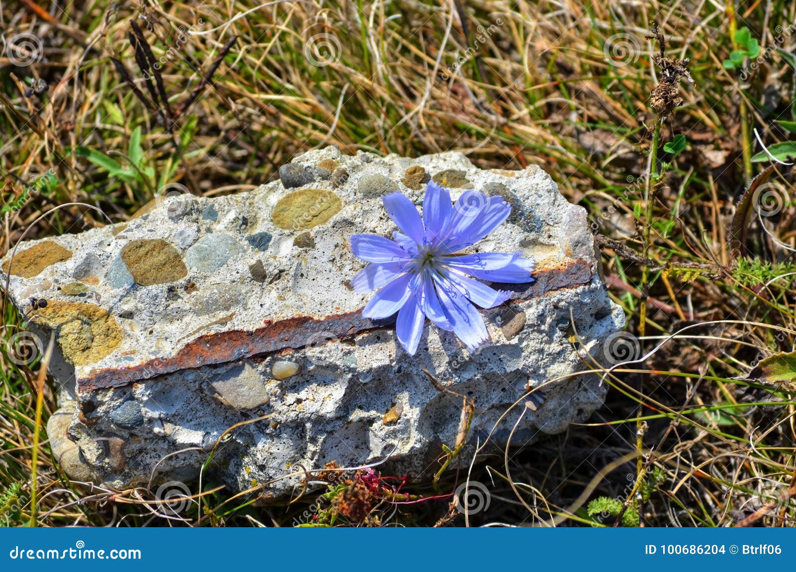 Beautiful flower on a rock stock photo. Image of beauty - 100686204