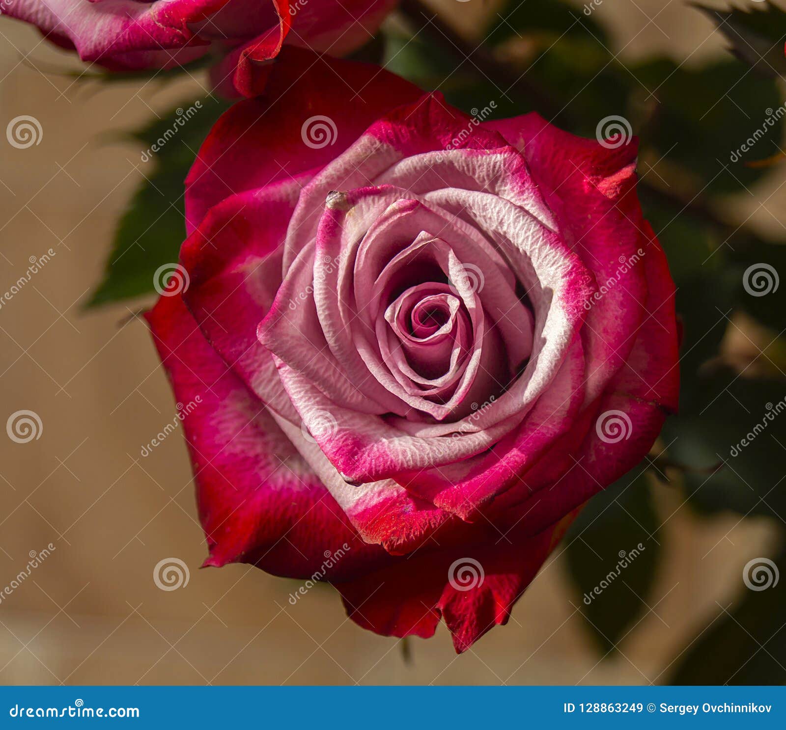 Beautiful Flower of the Rose Close-up Stock Image - Image of beauty ...