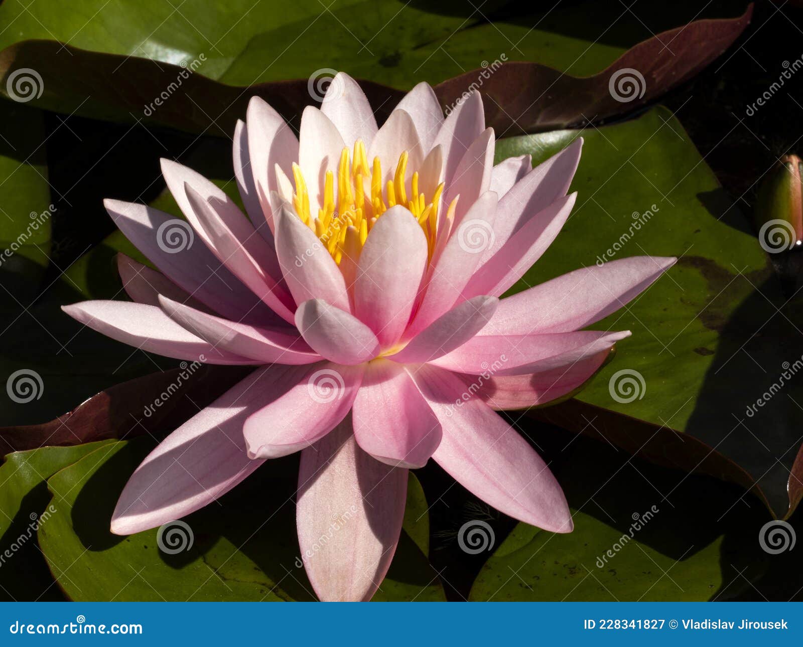 Water Liling Stock Photos - Free & Royalty-Free Stock Photos from ...