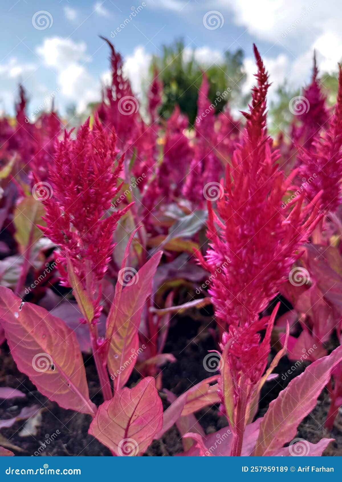 Beautiful Flower Scenery Environment Sky Stock Image - Image of flower ...