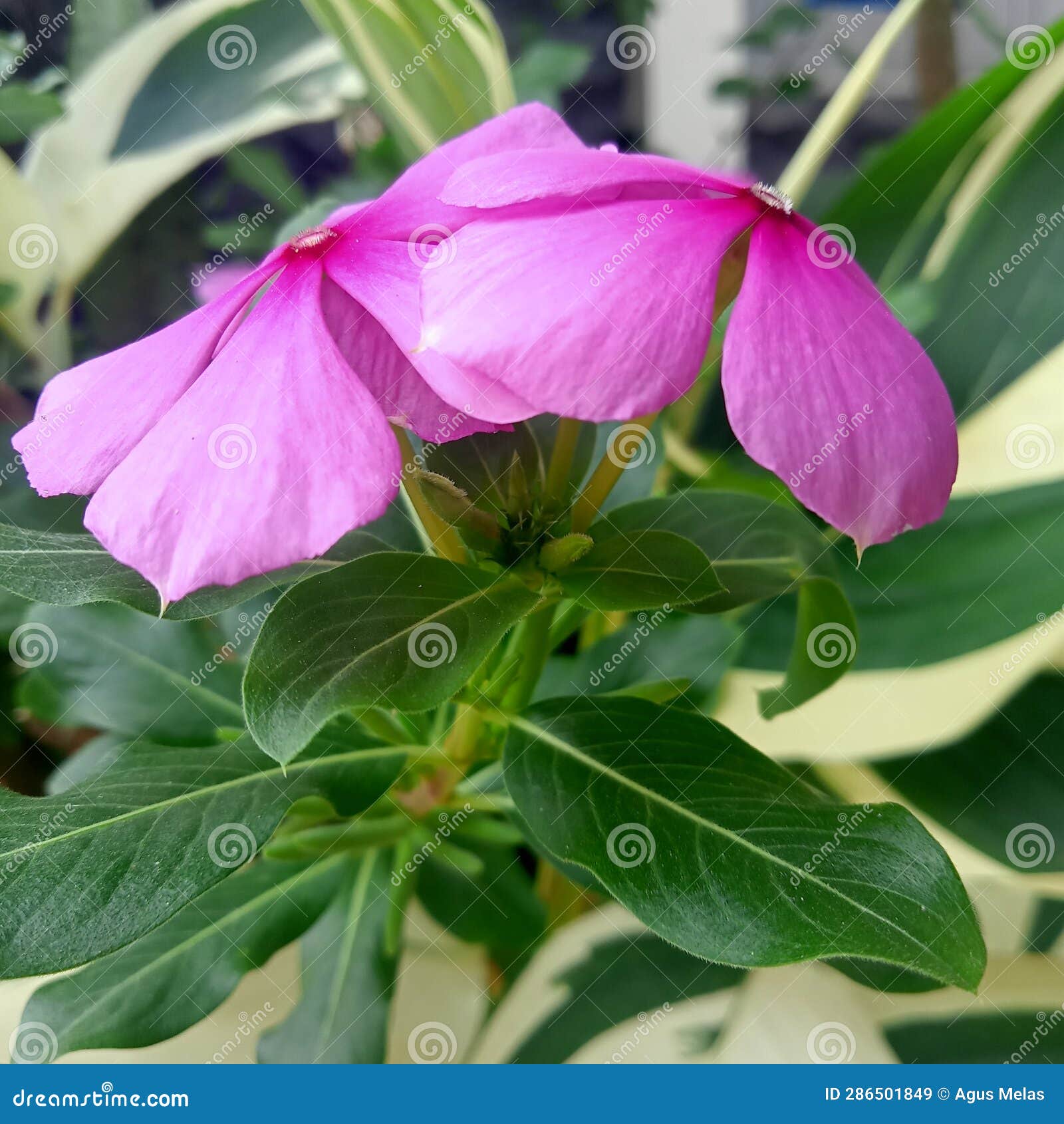 Beautiful Flower Scenery for Ornamental Plants in Front of the House ...
