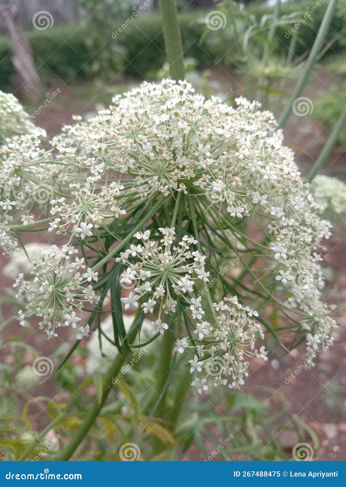 A Beautiful Flower Shaped Like a Cauliflower Stock Image - Image of ...
