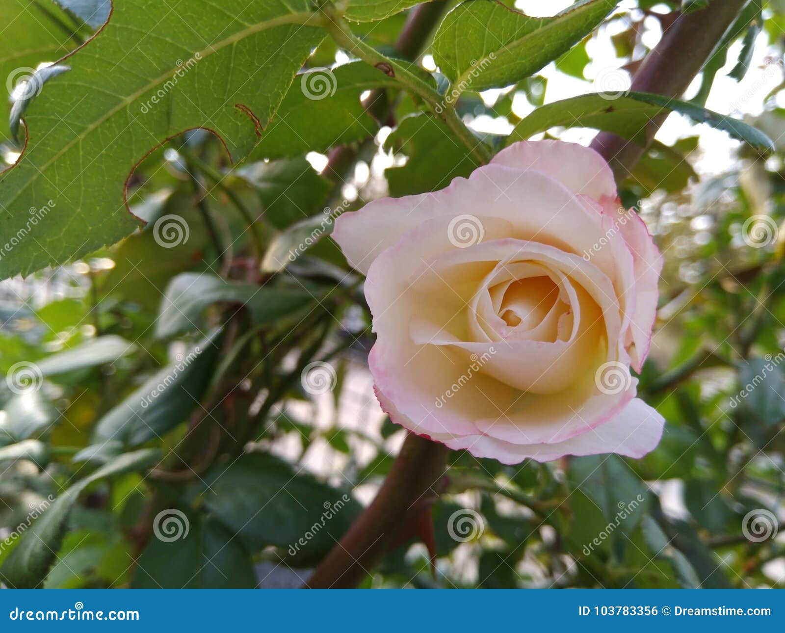 Mid Autumn Magic White Rose Stock Photo - Image of rose, village: 103783356