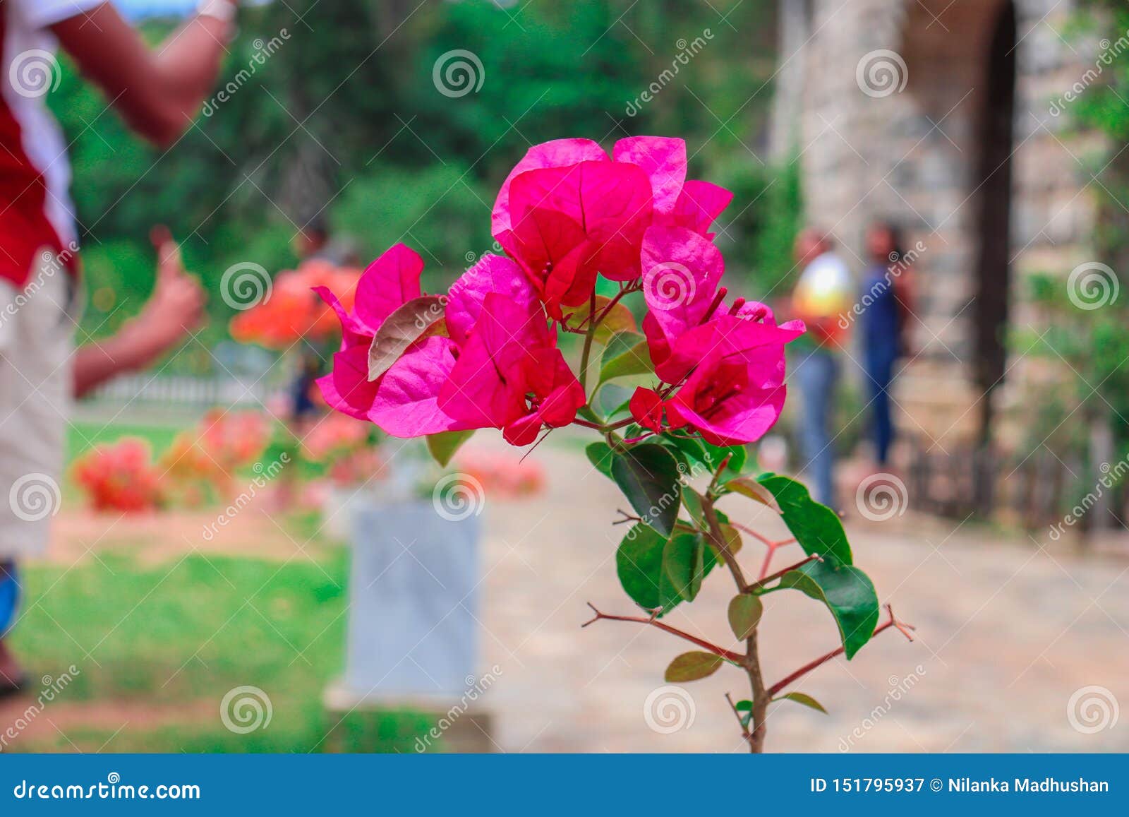 Beautiful Flower in Sri Lanka Stock Image - Image of flying, flower ...