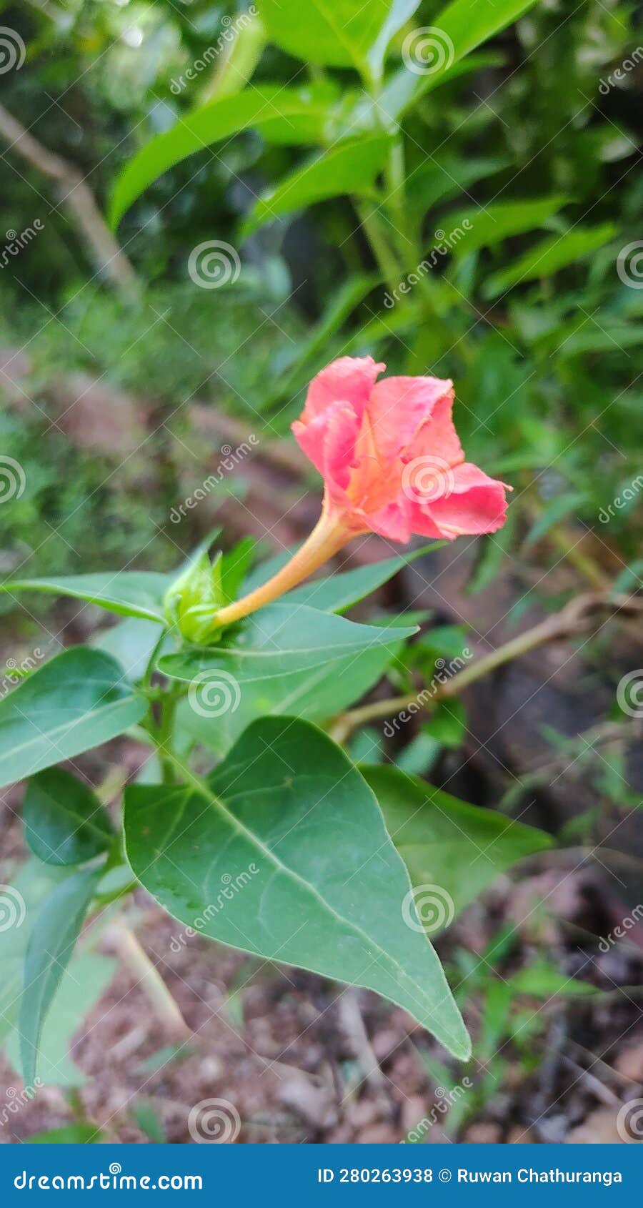 Beautiful Flower in Sri Lanka Negombo Stock Photo - Image of beautiful ...