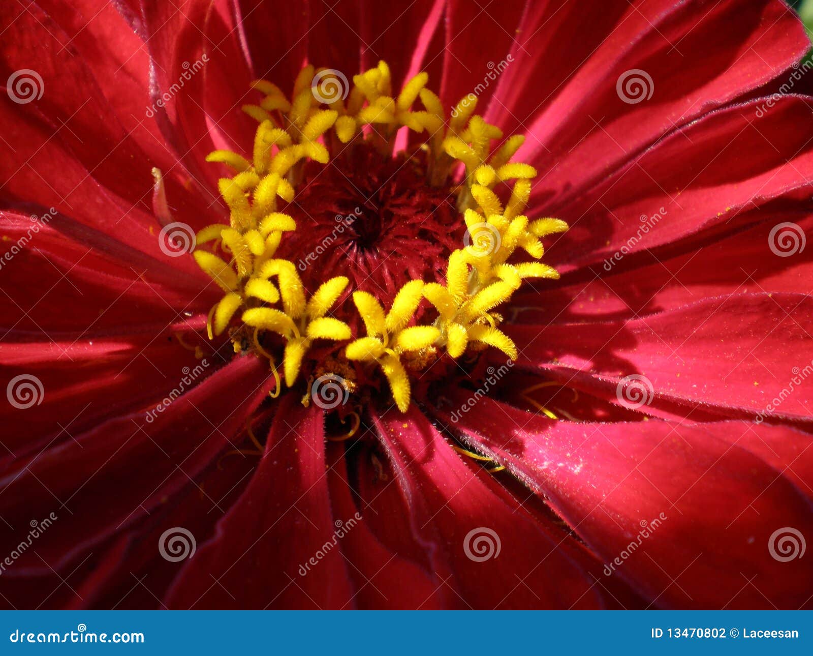 Beautiful flower stamen stock photo. Image of pollination - 13470802