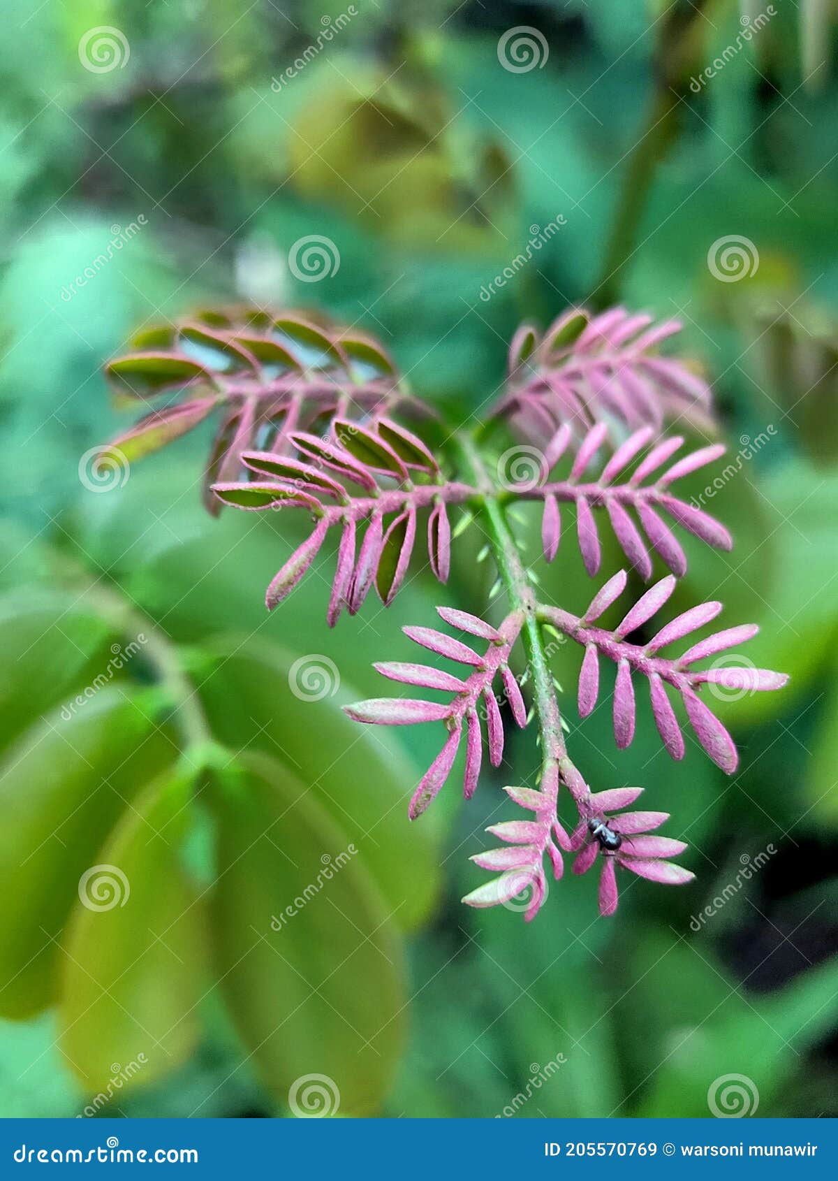 Beautiful Flower in the Street Stock Image - Image of evergreen, tree ...