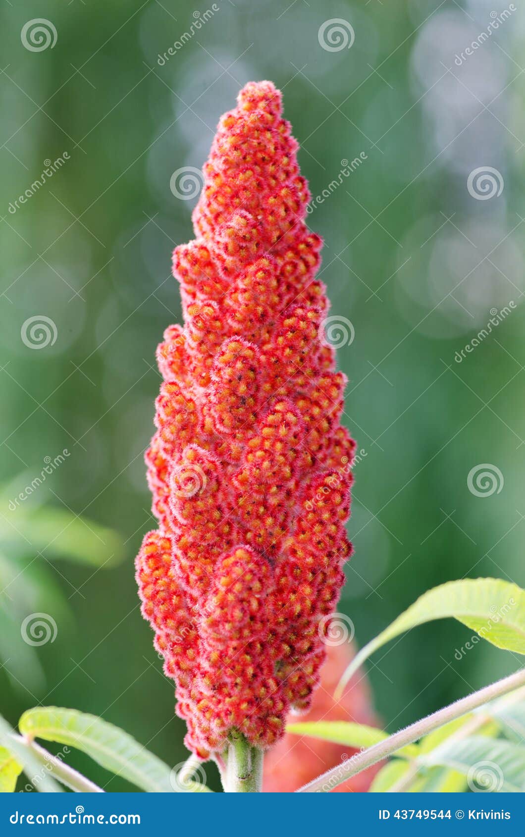 Beautiful flower of sumac stock photo. Image of shrub - 43749544