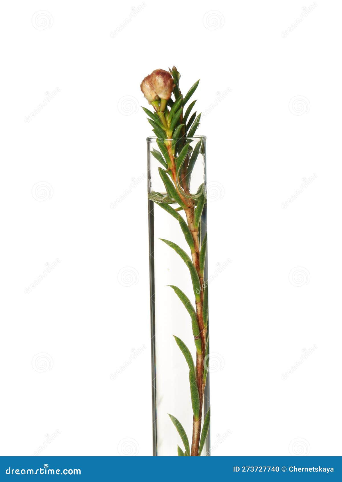 Beautiful Flower in Test Tube on White Background Stock Photo - Image ...