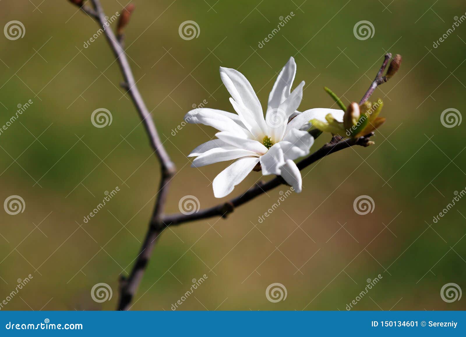 Beautiful Flower on Tree Branch Outdoors Stock Image - Image of ...