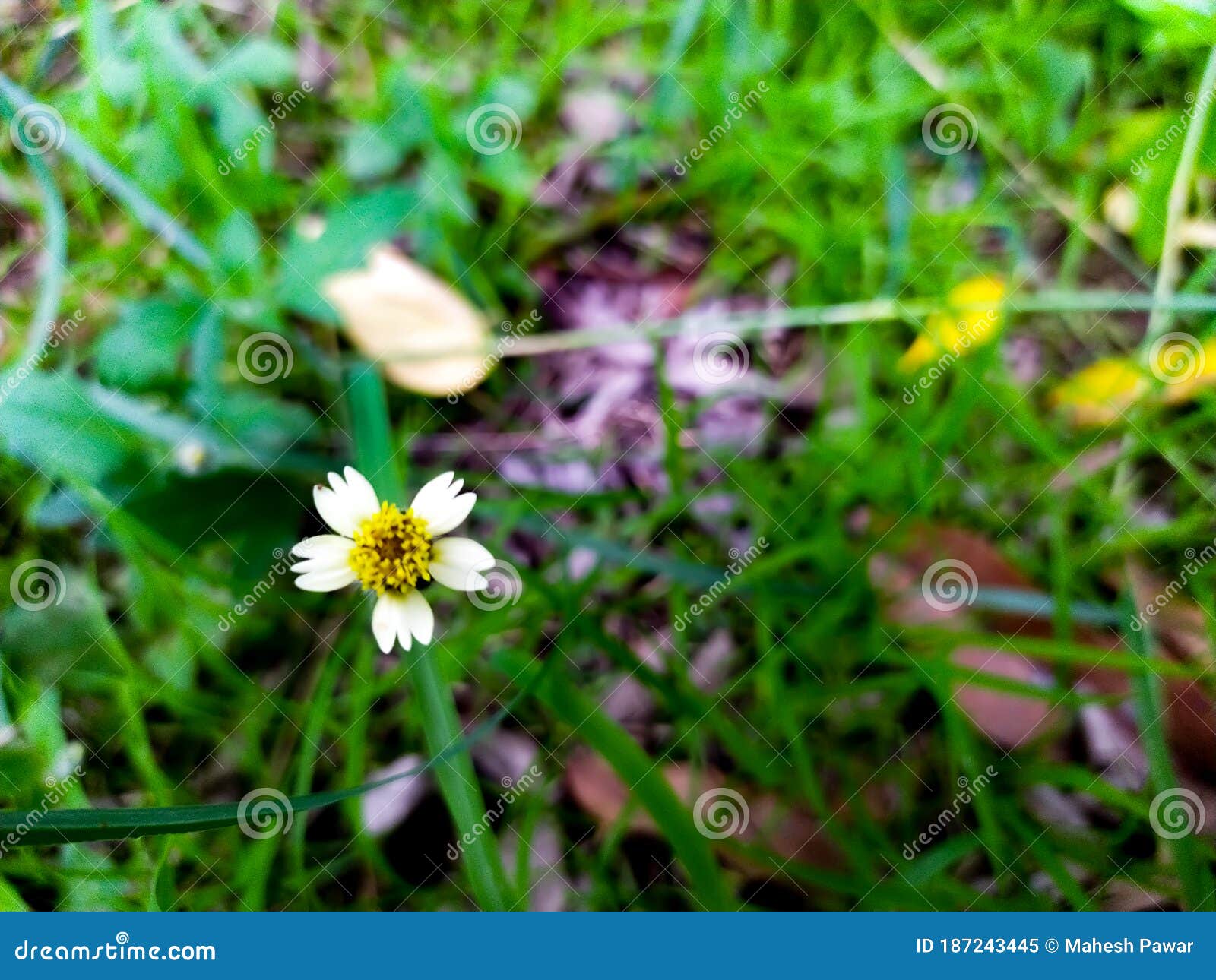 Beautiful Flower of Tridax Procumbens Stock Image - Image of growing ...