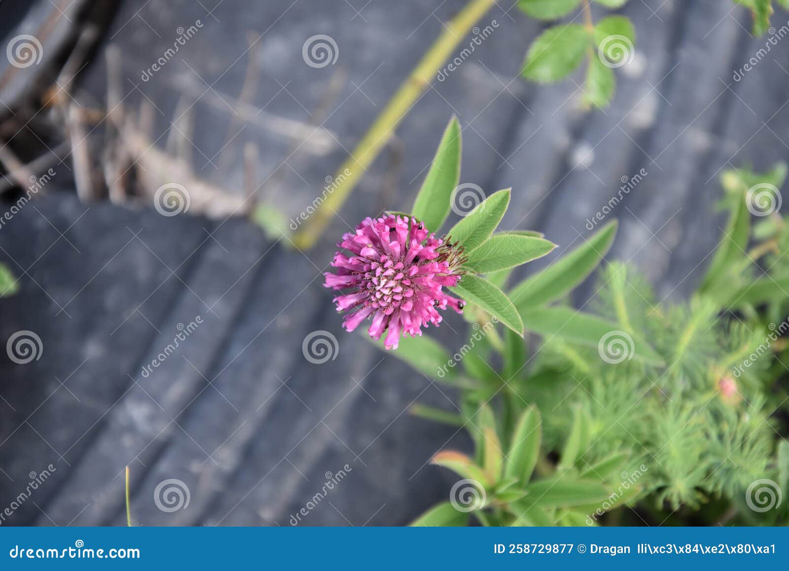 Beautiful Flower Under Attack by Small Black Bugs Stock Image - Image ...