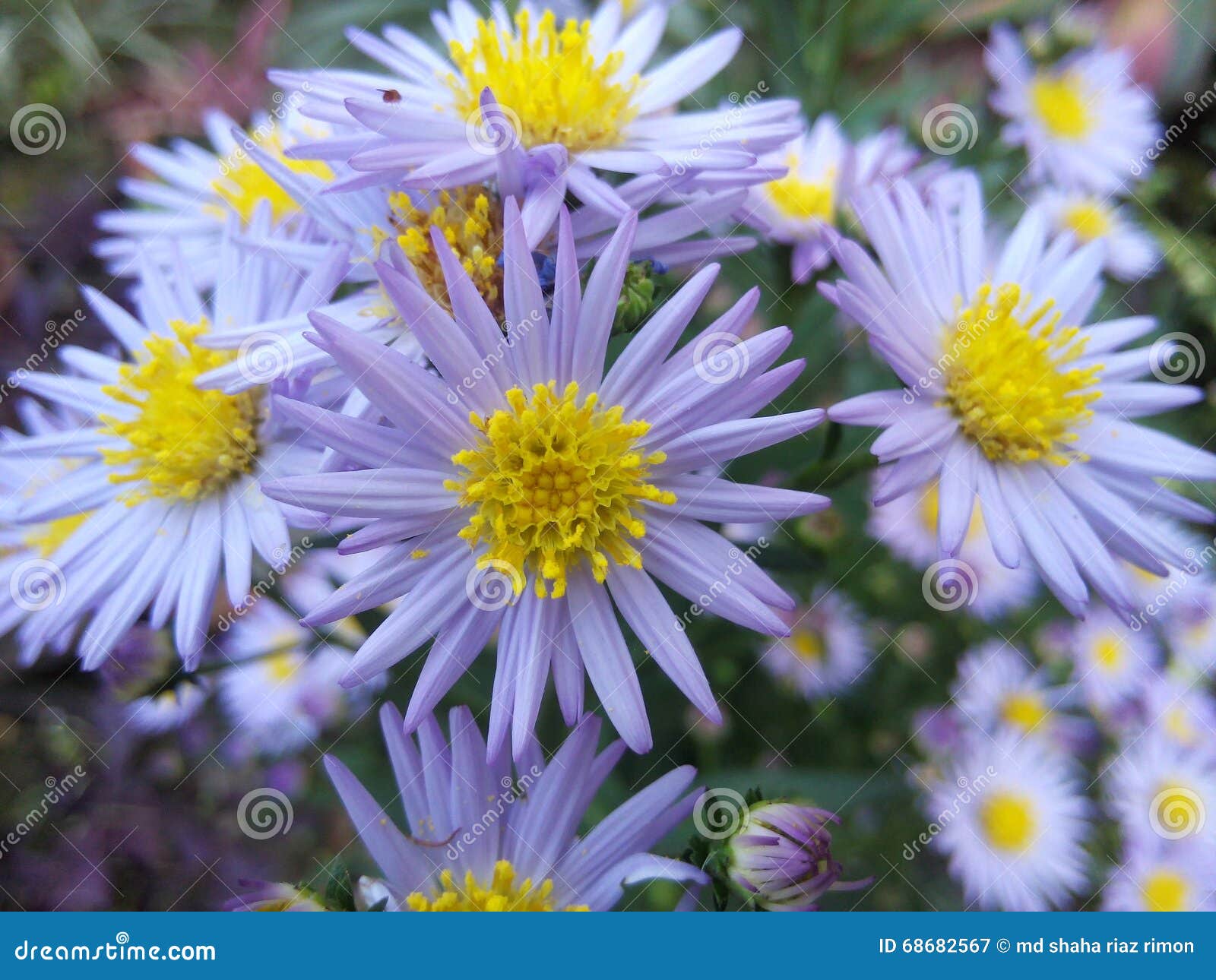 Beautiful Violate Colour Flower Stock Photos - Free & Royalty-Free ...