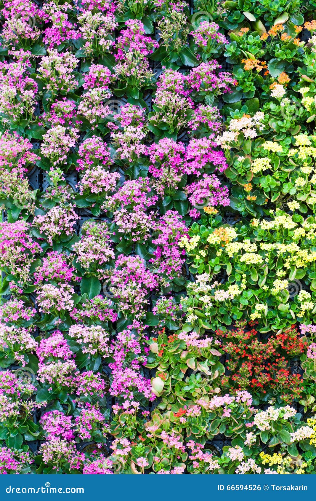 Beautiful Flower Wall Background Stock Photo - Image of decorating ...