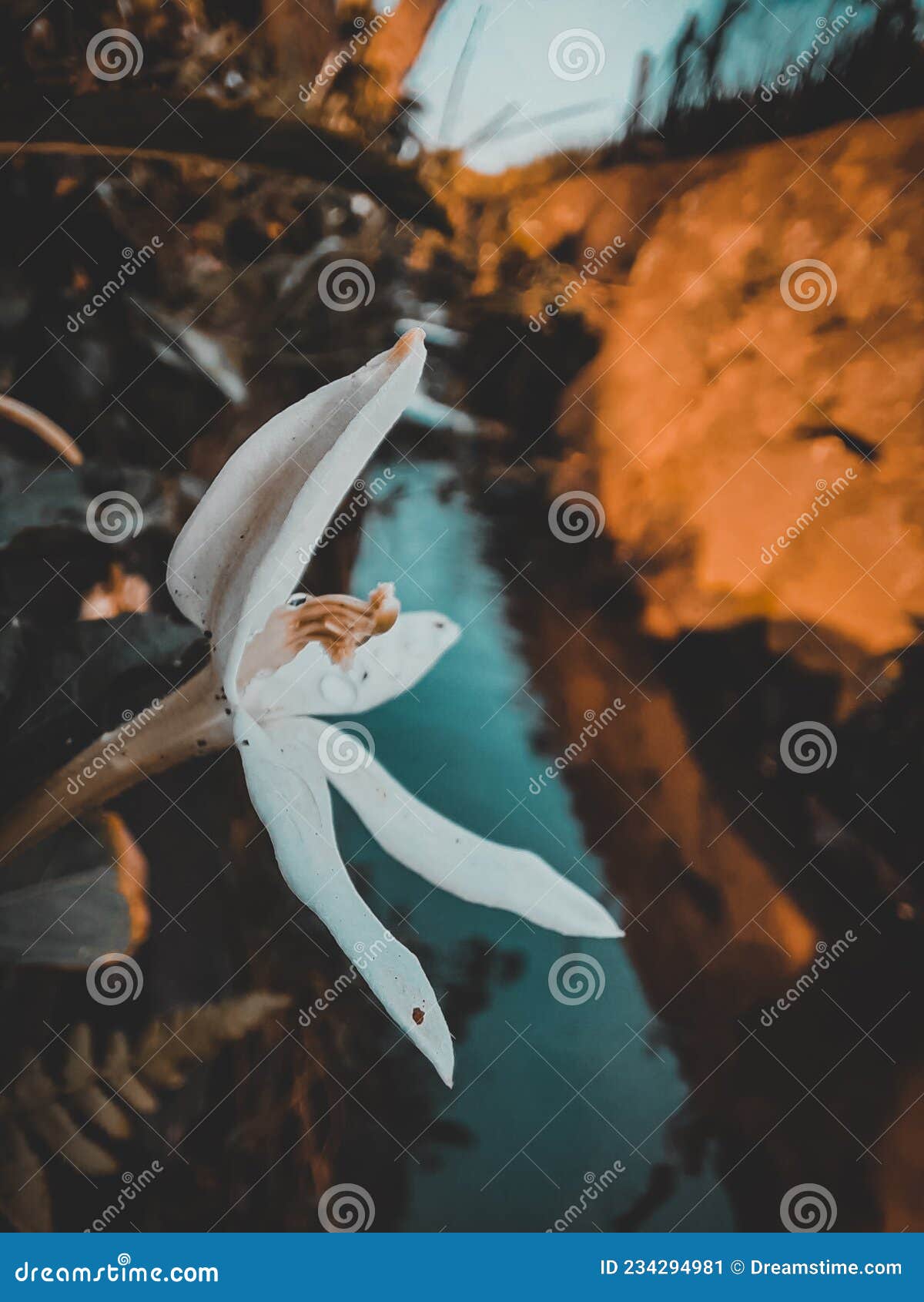 Beautiful Flower are in the Water Channel Stock Image - Image of plant ...