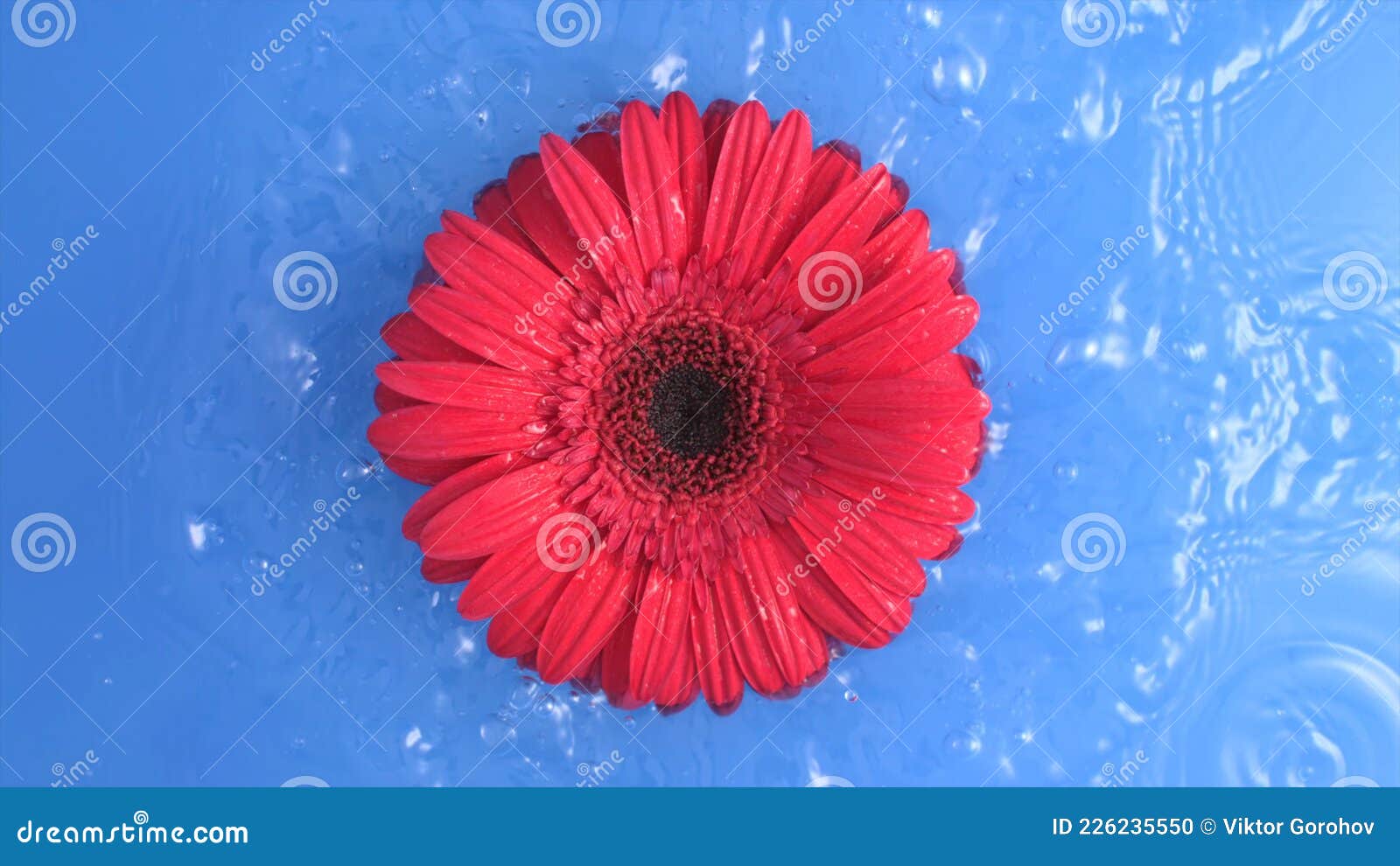 A Beautiful Flower in the Water Stock Photo - Image of flower, circle ...
