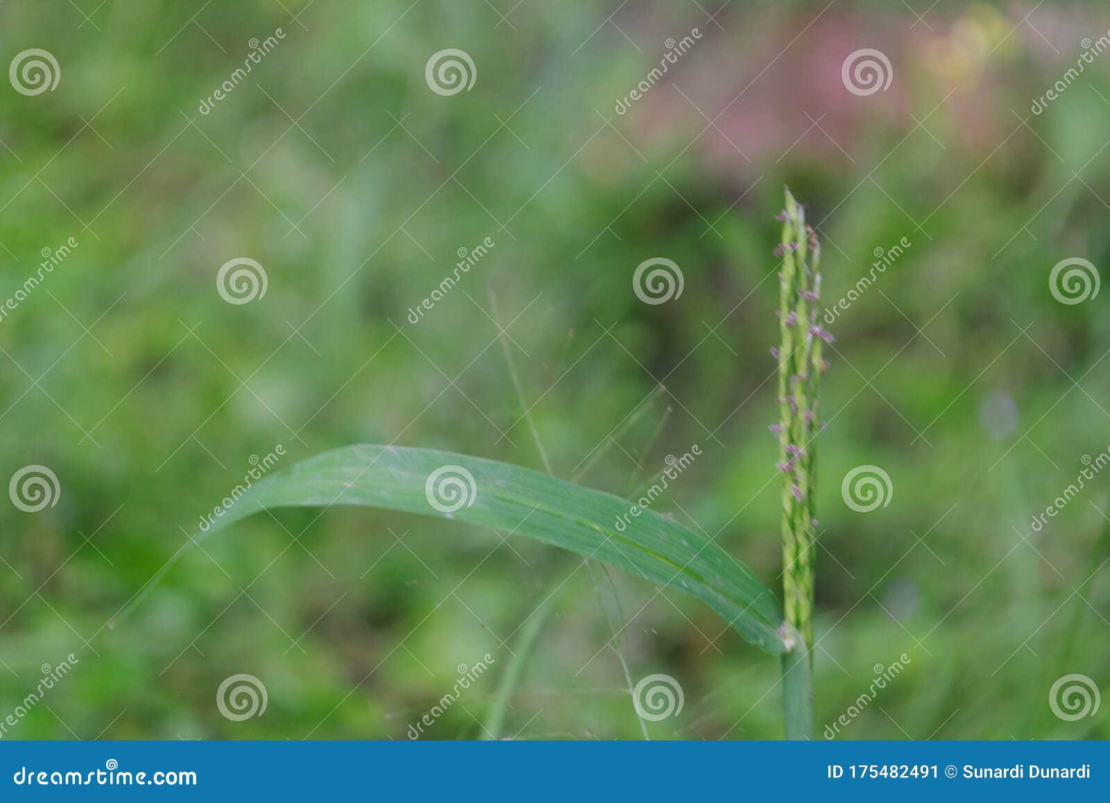 Beautiful flower of weed stock image. Image of flower - 175482491