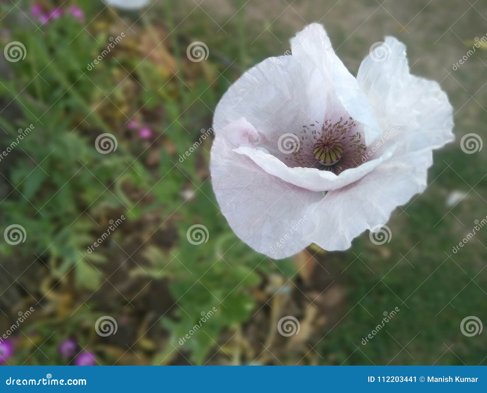 Beautiful Flower in White Color Stock Image - Image of love, park ...