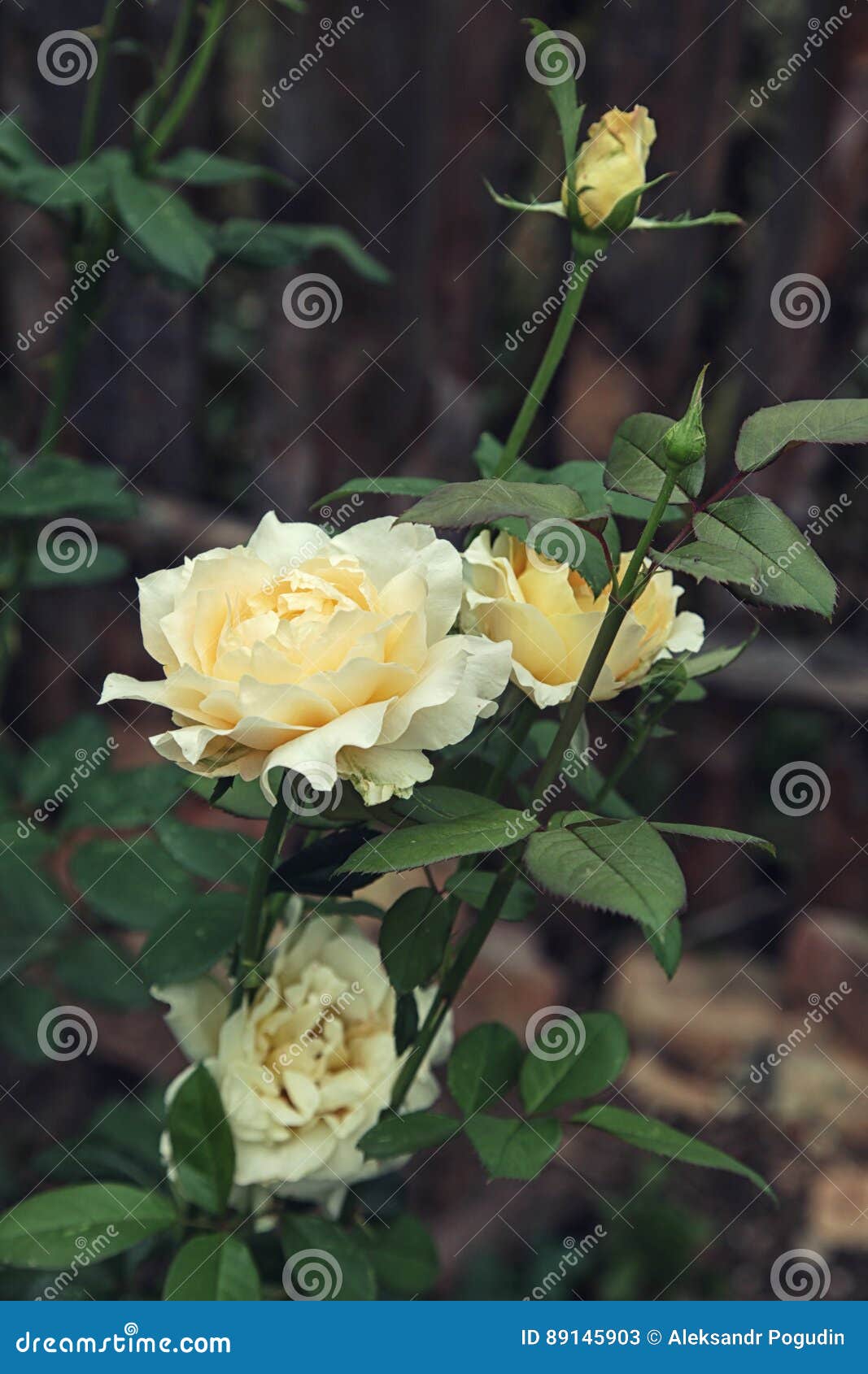 Beautiful Flower White Rose in the Garden Close Up Stock Image - Image ...