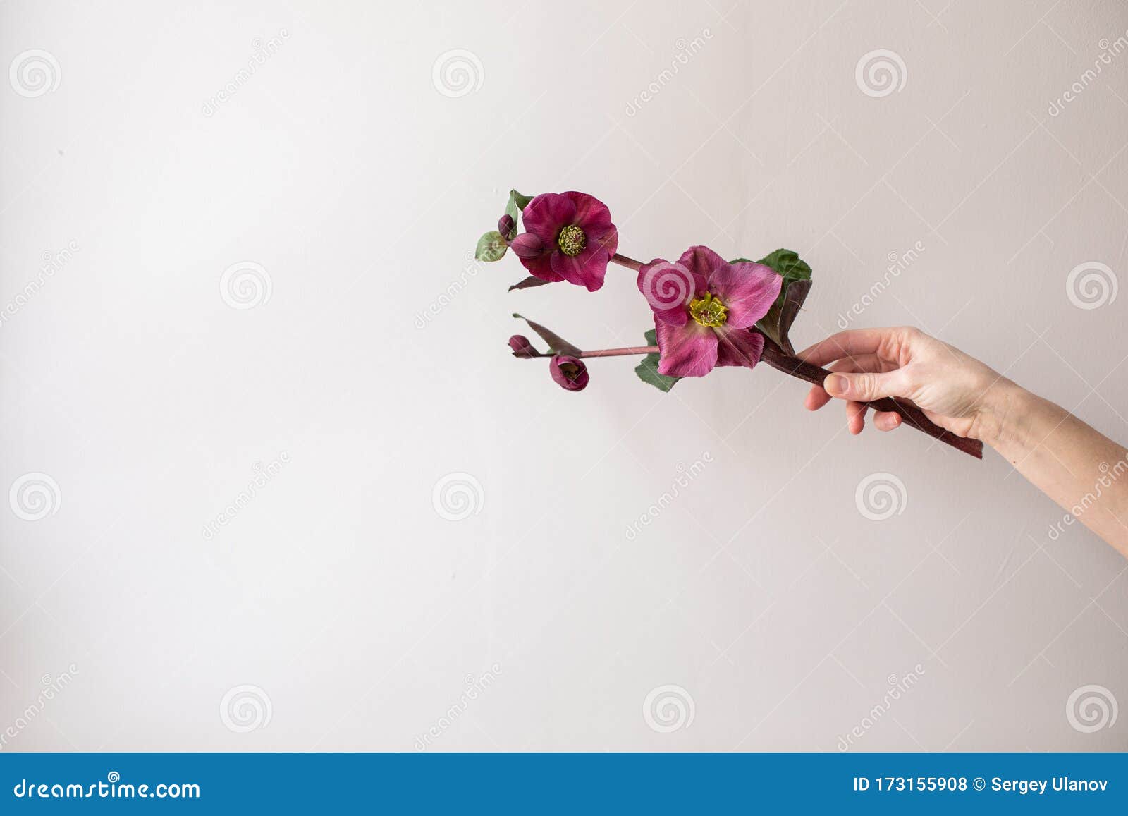 Beautiful Flower. the Work of the Florist Stock Photo - Image of ...