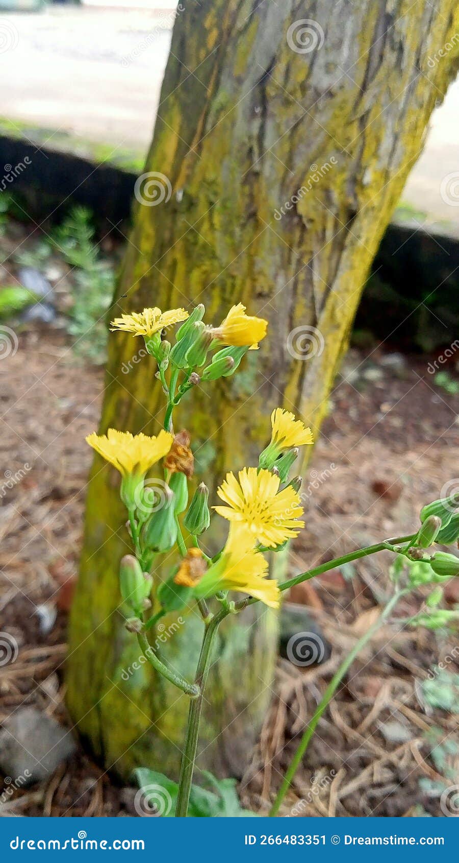 Beautiful flower yellow stock image. Image of yello - 266483351