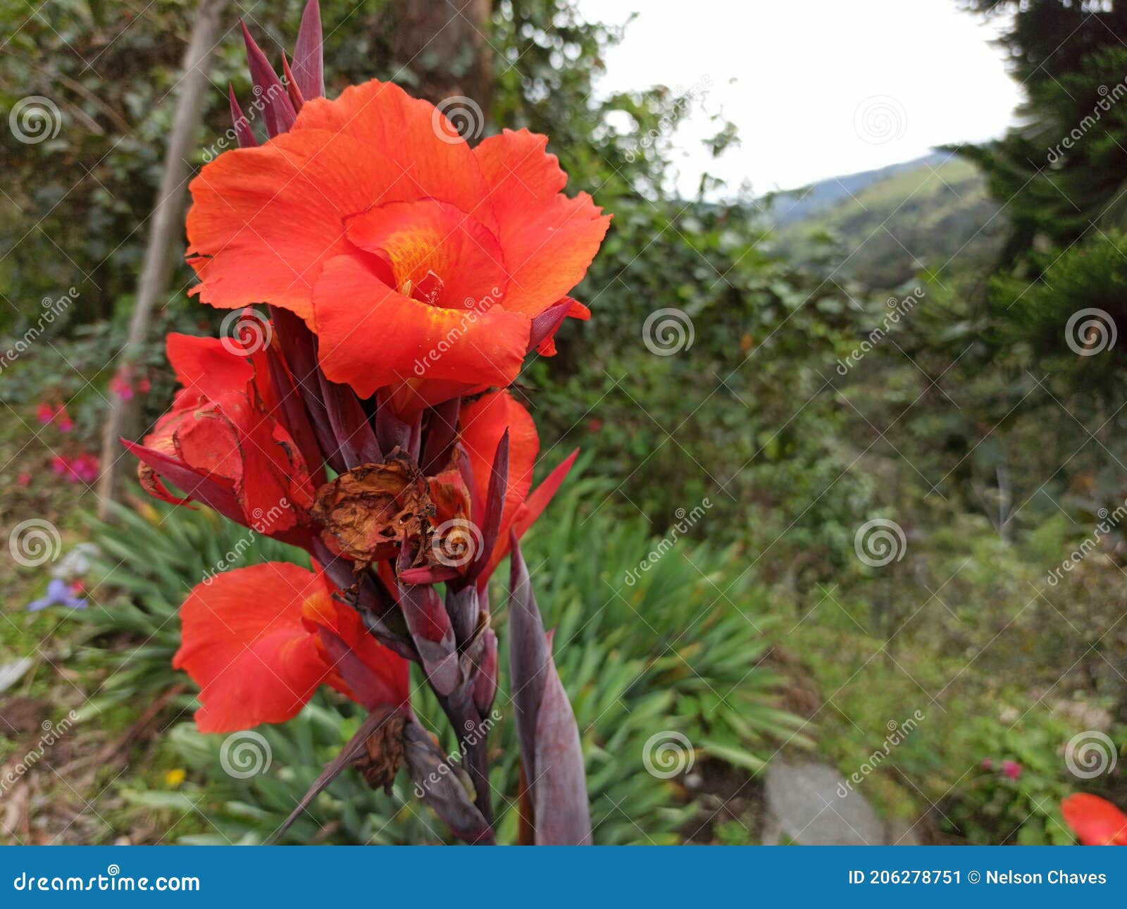 Beautiful flowered plant stock image. Image of floral - 206278751