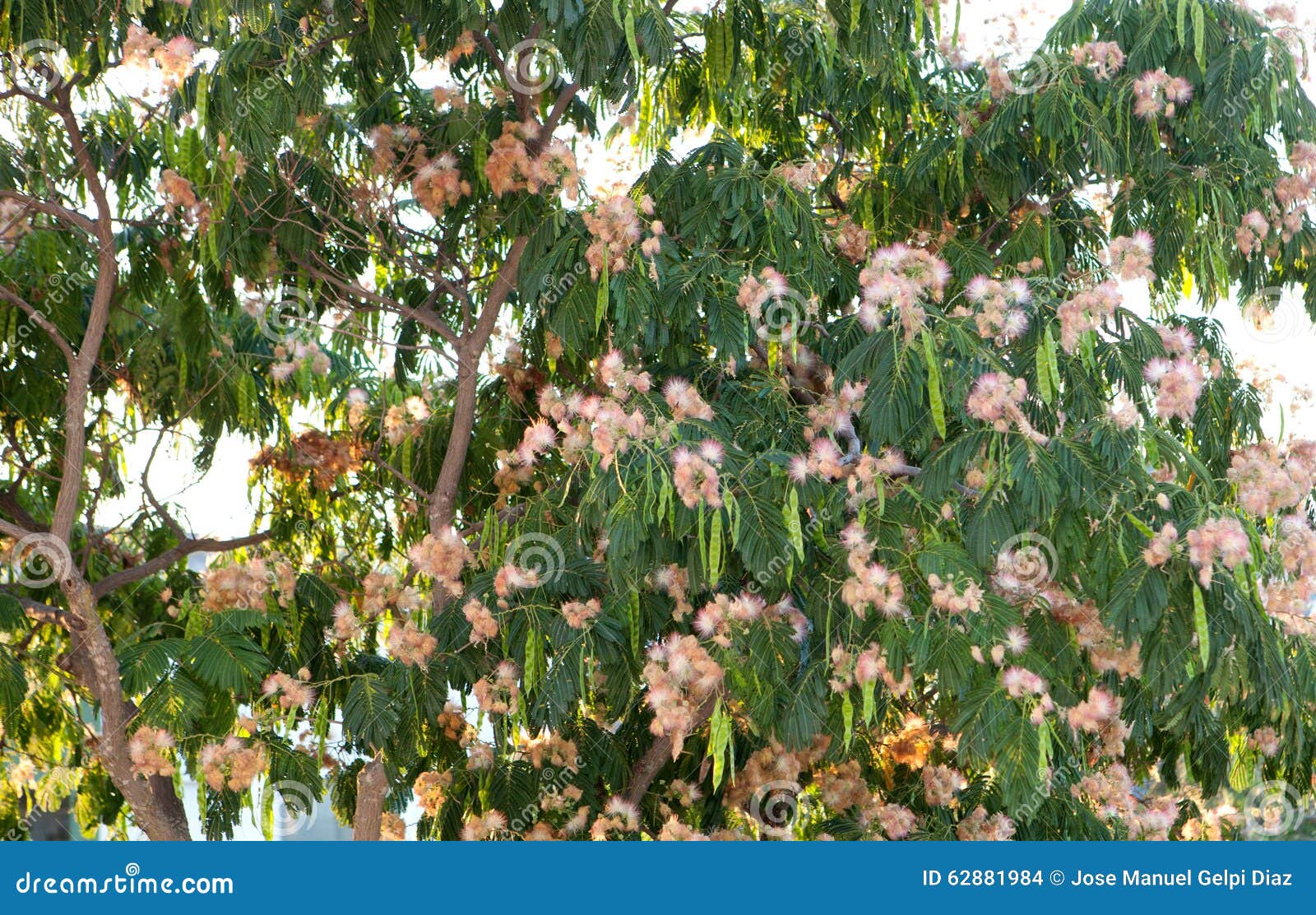 Beautiful Flowered Tamarind Tree Stock Photo - Image of seed, nature ...