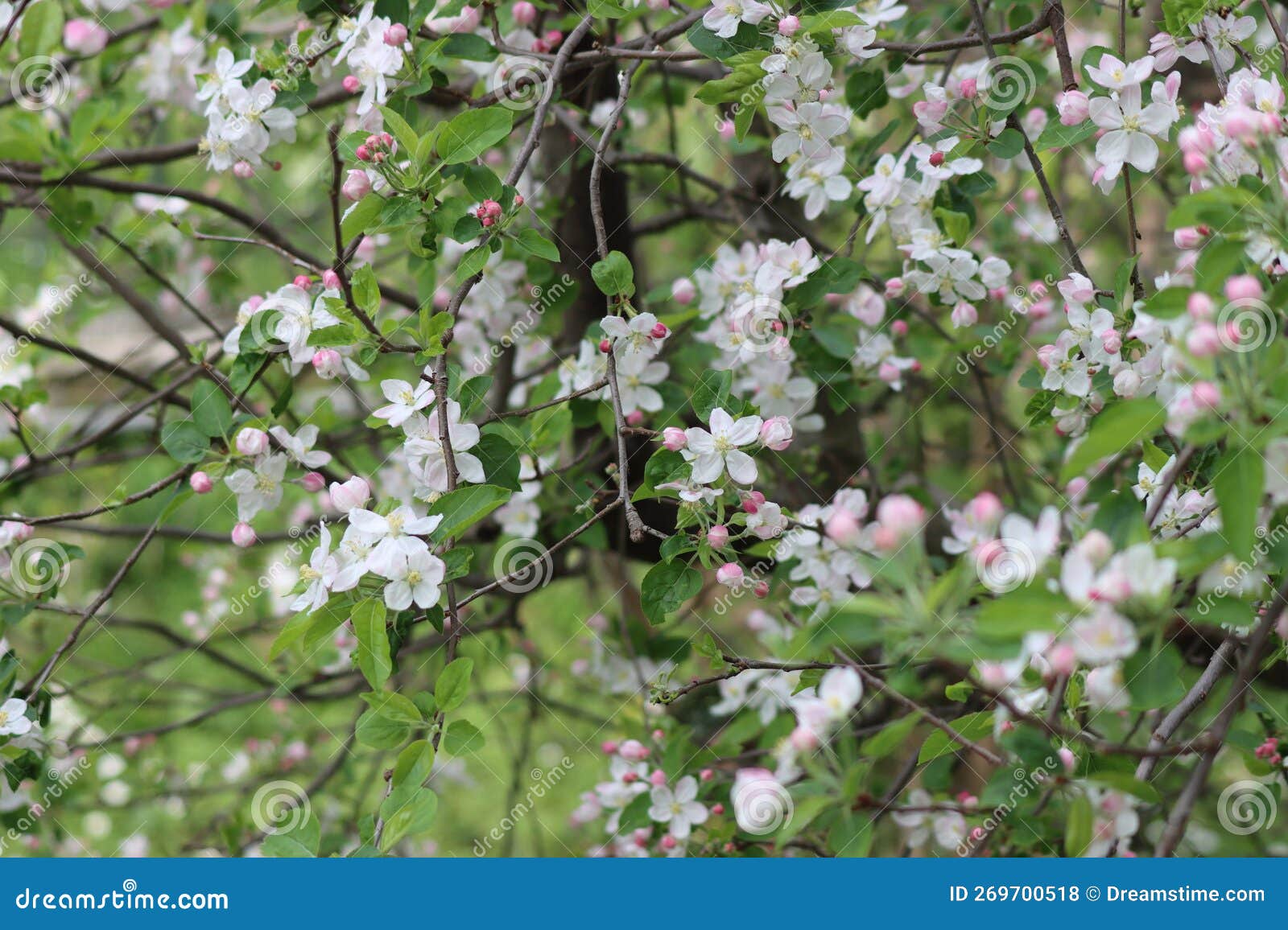 Beautiful Flowering Apple Tree at Spring Stock Photo - Image of garden ...