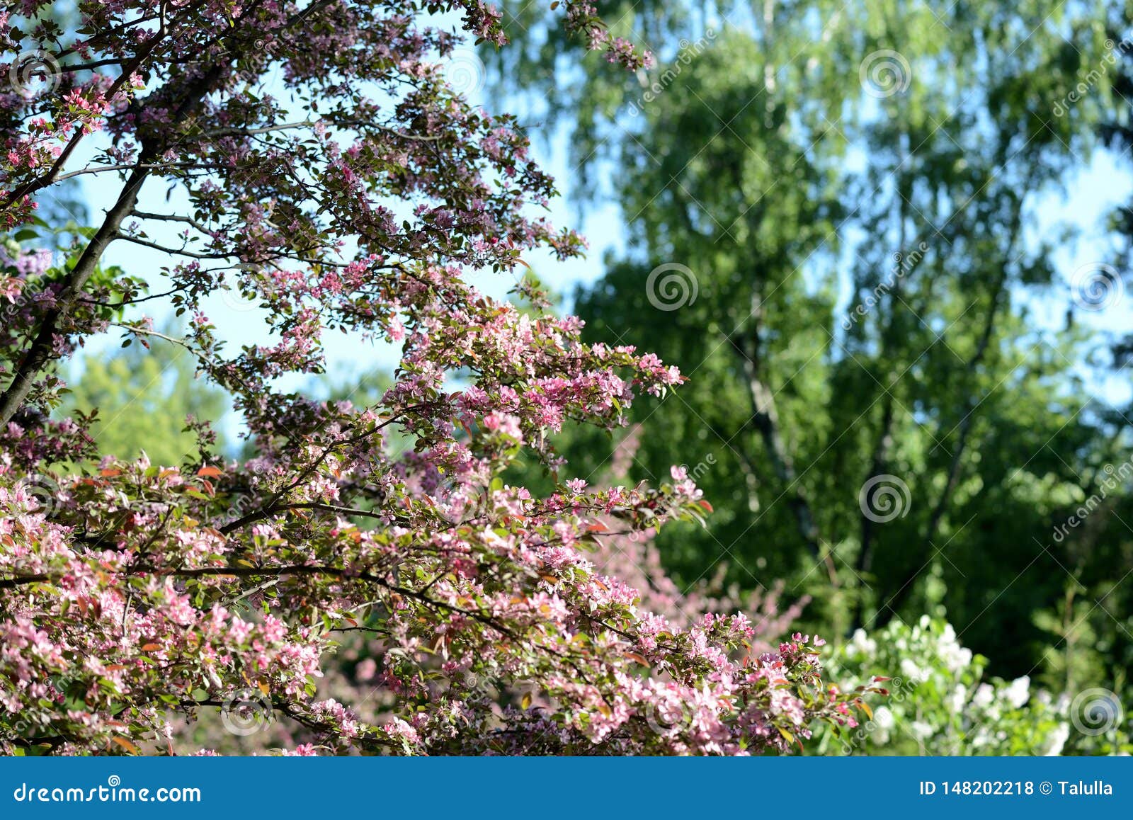 Beautiful Flowering Apple Tree in Spring Garden Stock Photo - Image of ...
